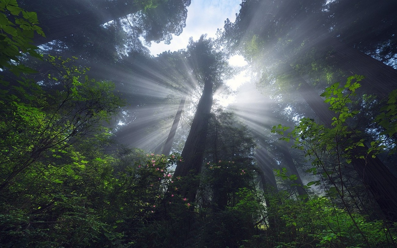 Wallpaper : sunlight, trees, landscape, forest, nature, green, mist ...