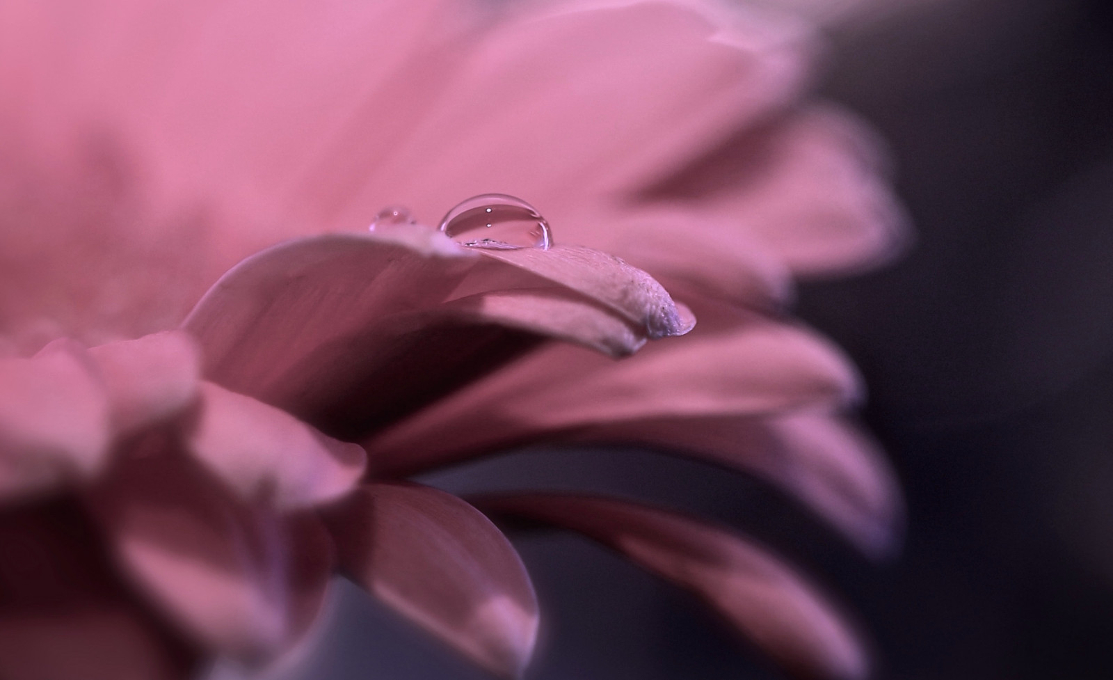 Tapety : květ, voda, gerbera, kapička 2483x1517 - - 942510 - Tapety ...
