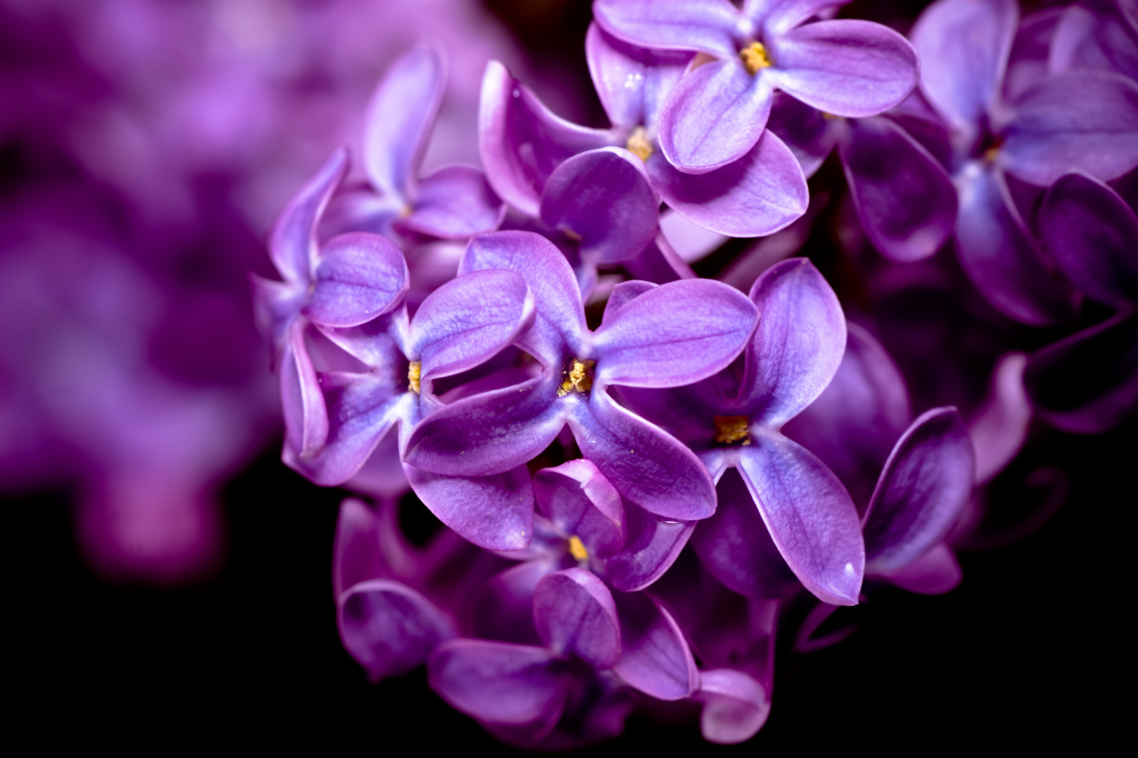 Wallpaper : flowers, Ontario, Canada, flower, macro, spring, purple ...