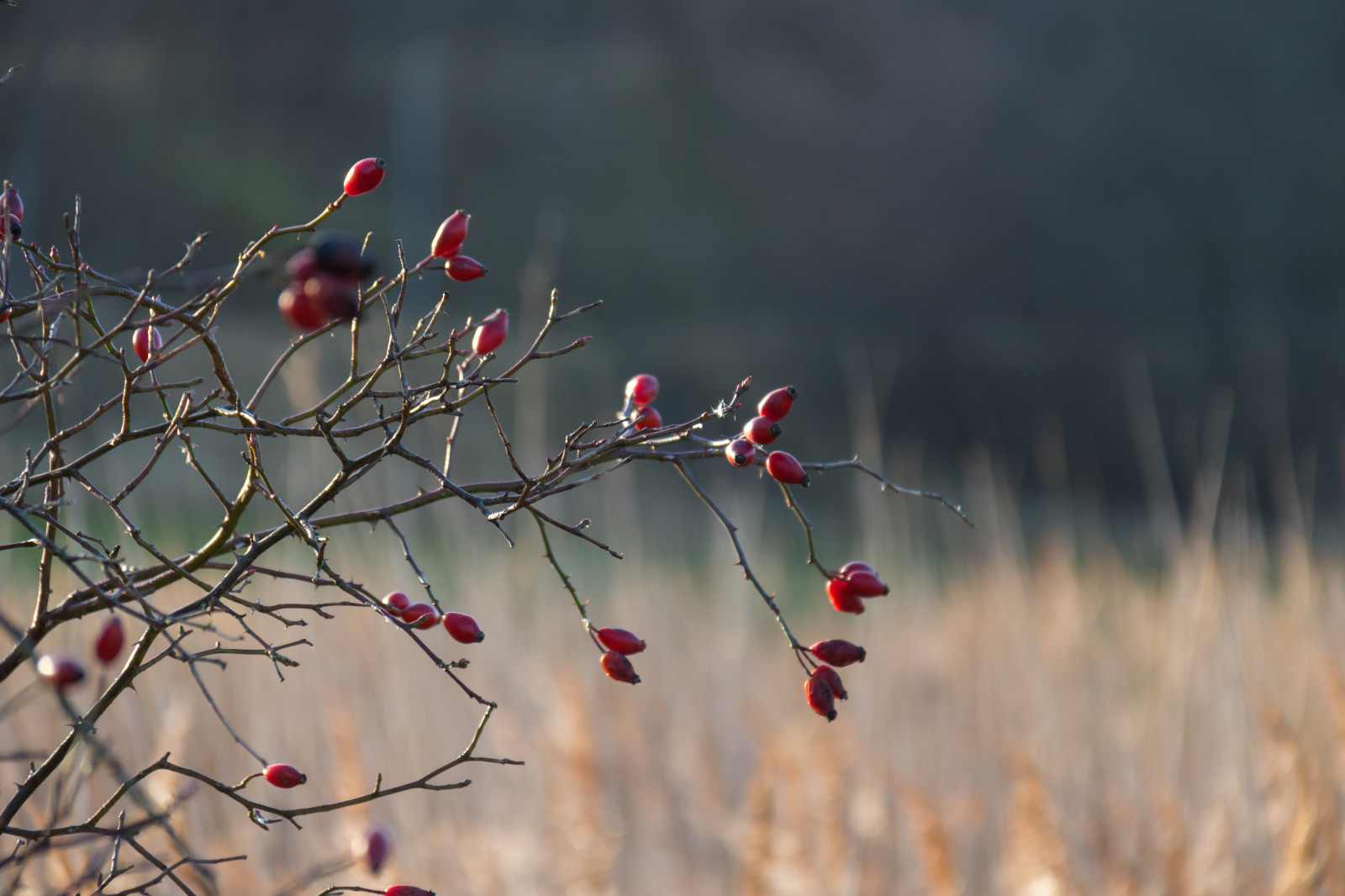 Wallpaper : nature, red, branch, bar, blossom, rod, tree, autumn, leaf ...