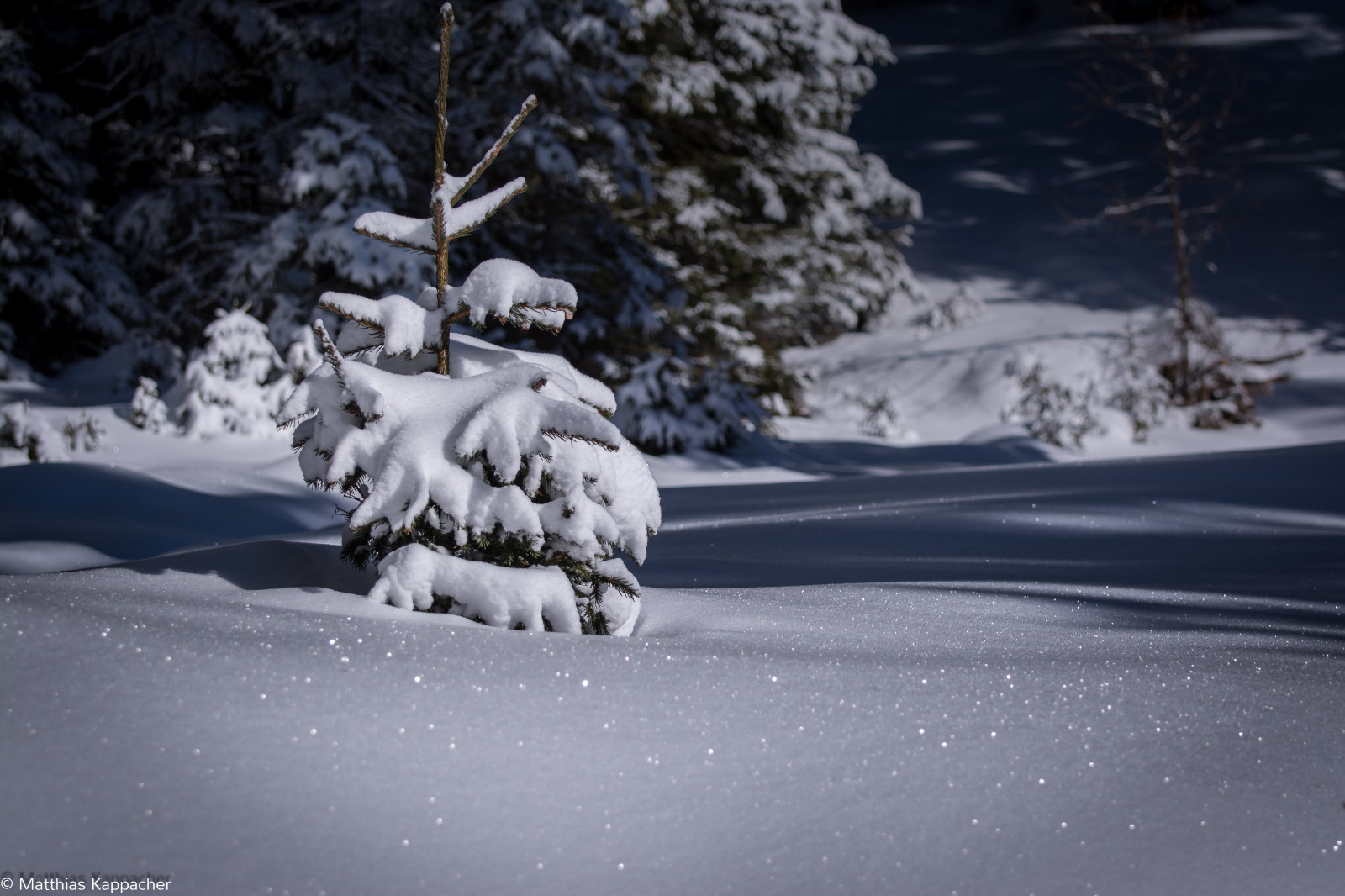 Wallpaper : schnee, winter, baum, berg, schneekristall, reflektion ...