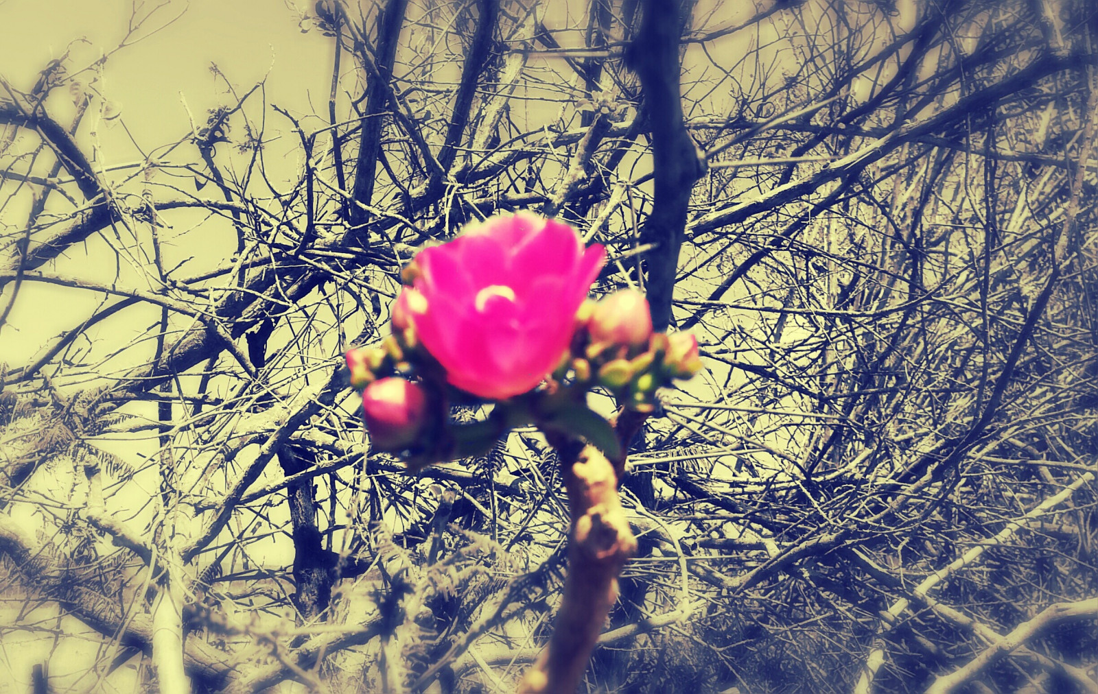 Wallpaper Sunlight Flowers Nature Reflection Branch Morning