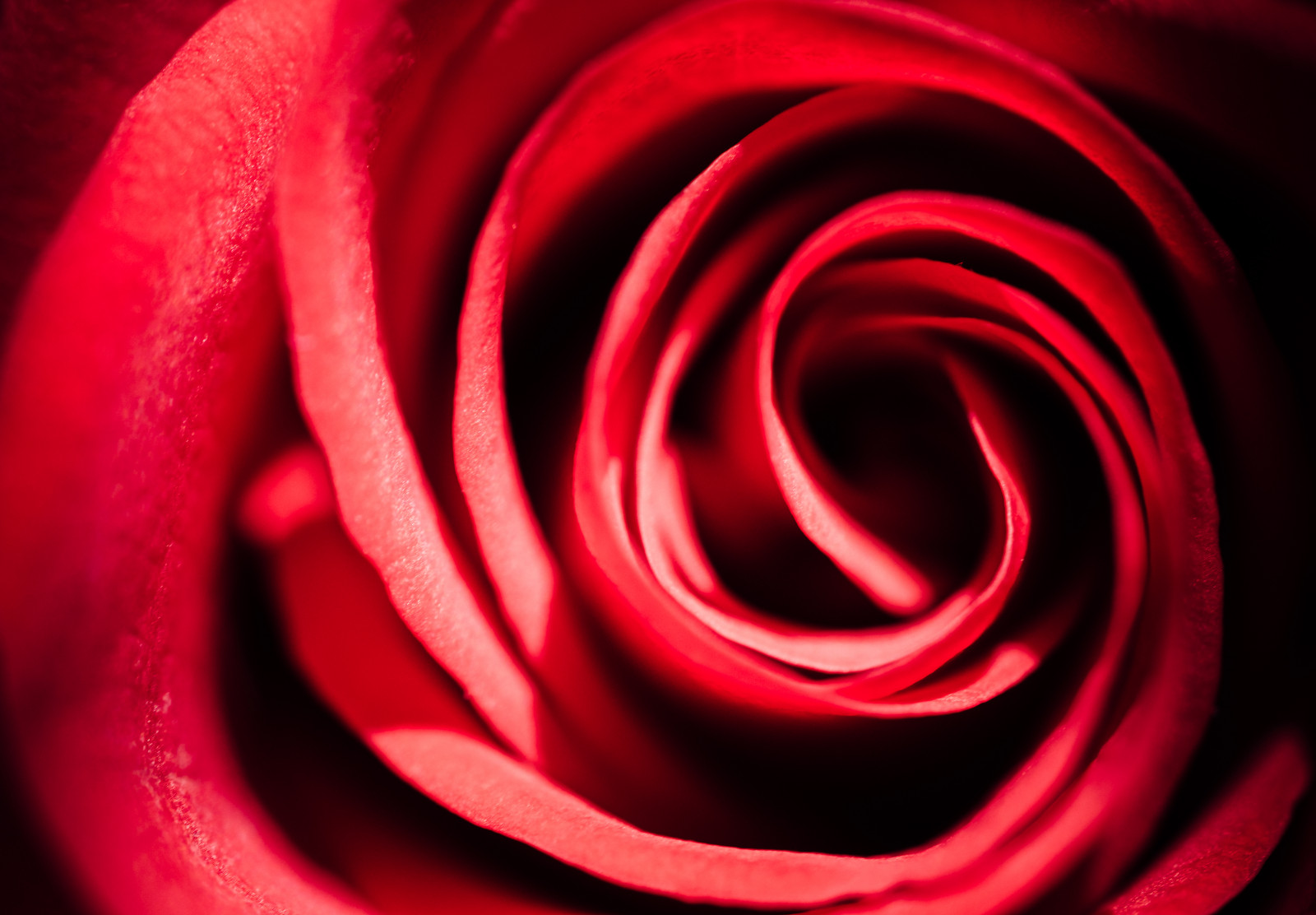 Wallpaper : abstract, red, circle, pink, bliss, 50mm, flower, zeiss ...