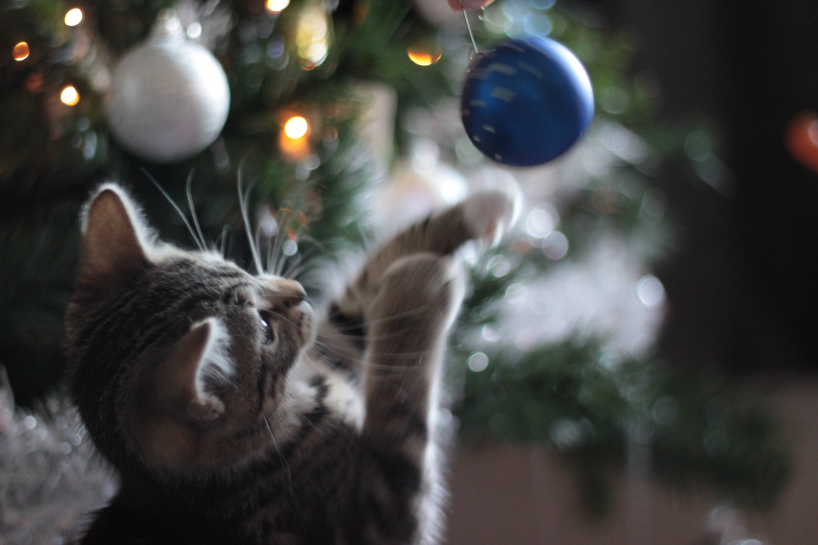 วอลเปเปอร์ : ลูกแมว, แชท, หี, Gatos, กาโตะ, katze, gatto, katzen, โกติ ...