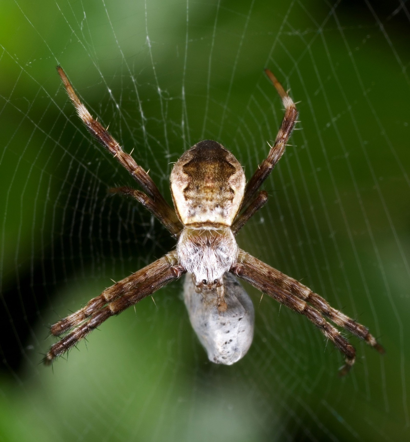 Wallpaper : hewan, alam, labah-labah, Arachnid, fauna, merapatkan ...