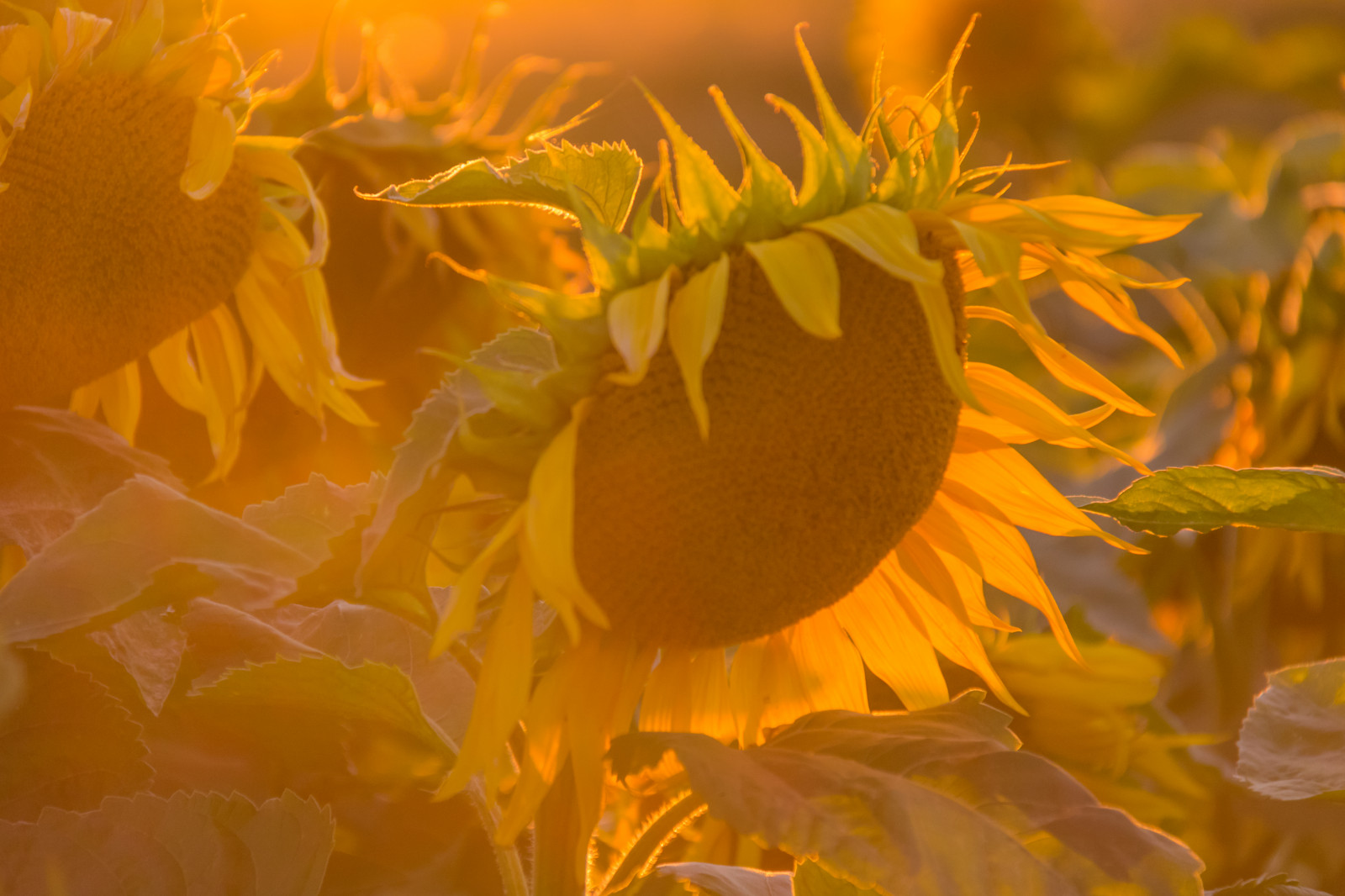 Bakgrundsbilder : solljus, gul, blad, vallmo, solros, flora, lundflower ...