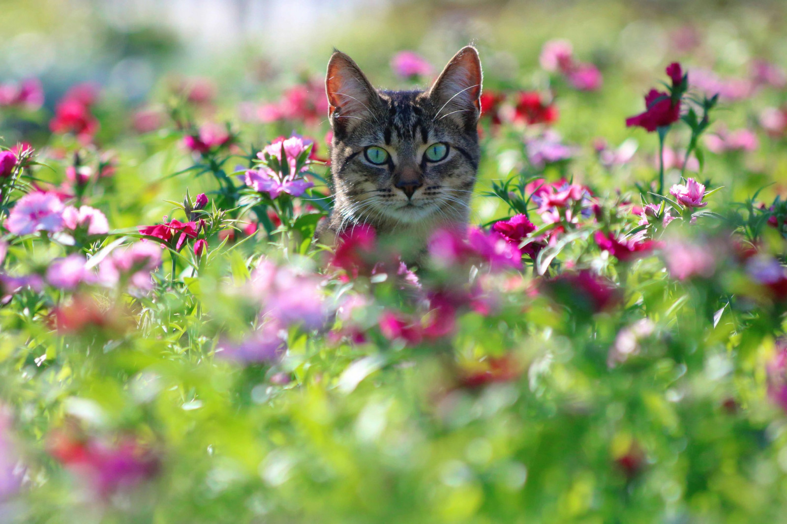 Wallpaper : colorful, cat, animals, plants, flowers 2048x1365 ...