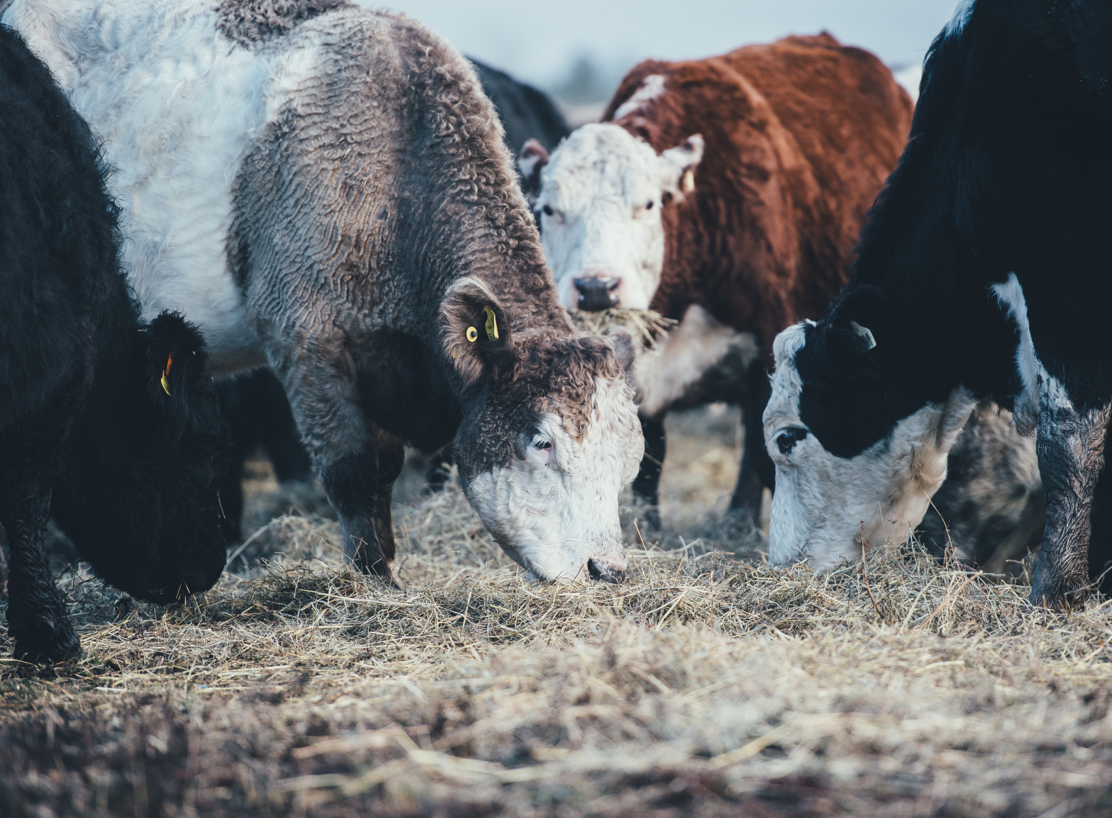 Wallpaper : sapi, bulls, padang rumput 4248x3129 - - 1189988 - HD ...