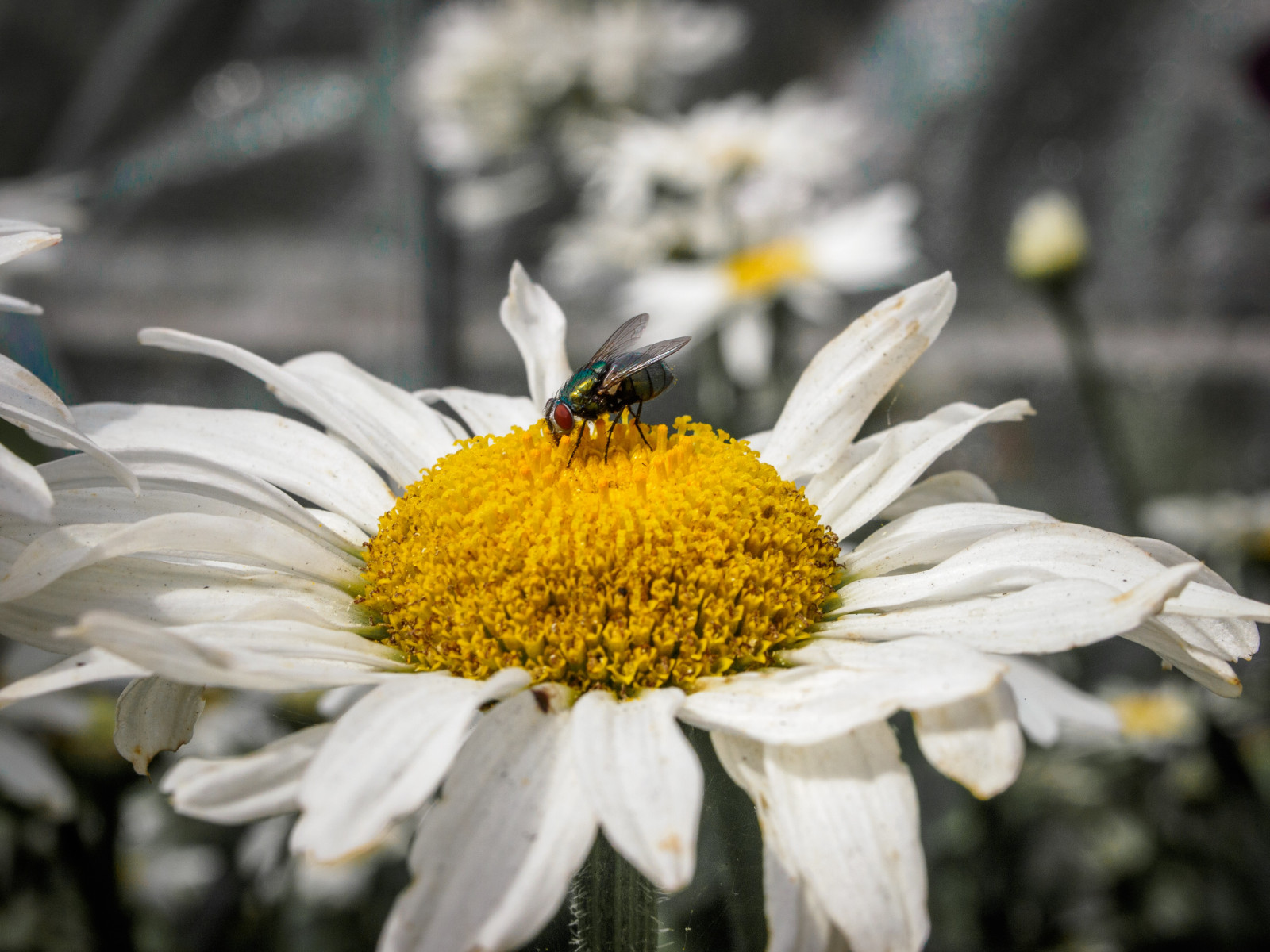 Imagini de fundal : natură, insectă, polen, descompunere, Margaretă ...