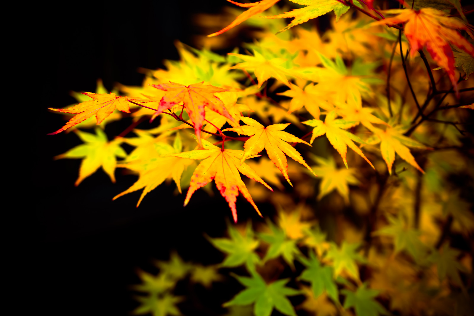 배경 화면 노랑 단풍잎 가을 단풍 나무 분기 낙엽 컴퓨터 벽지 식물 작은 가지 6000x4000 897366 배경 화면 Wallhere