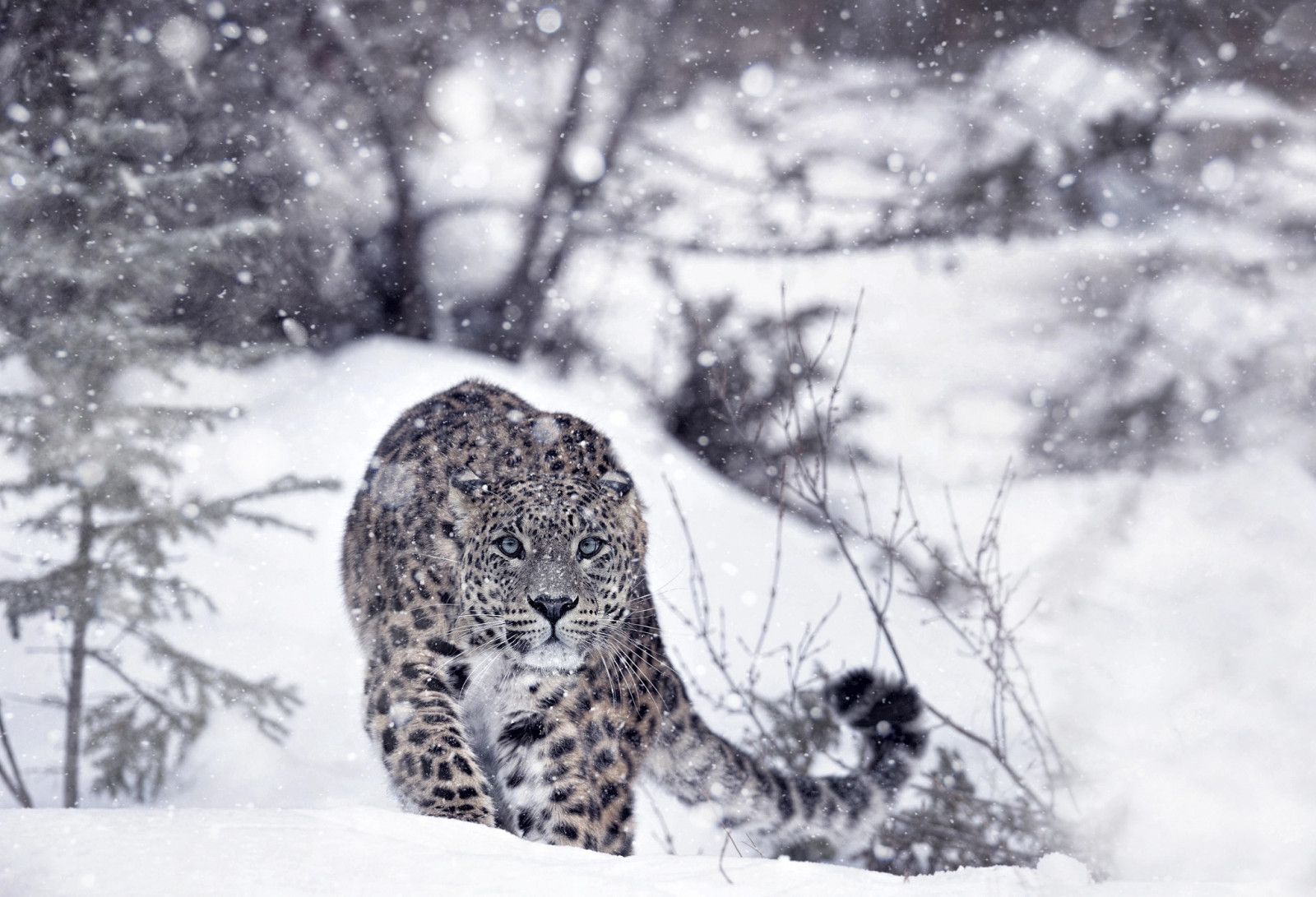 Os X Snow Leopard Wallpapers Mac OS Snow Leopard Galaxy Wallpaper