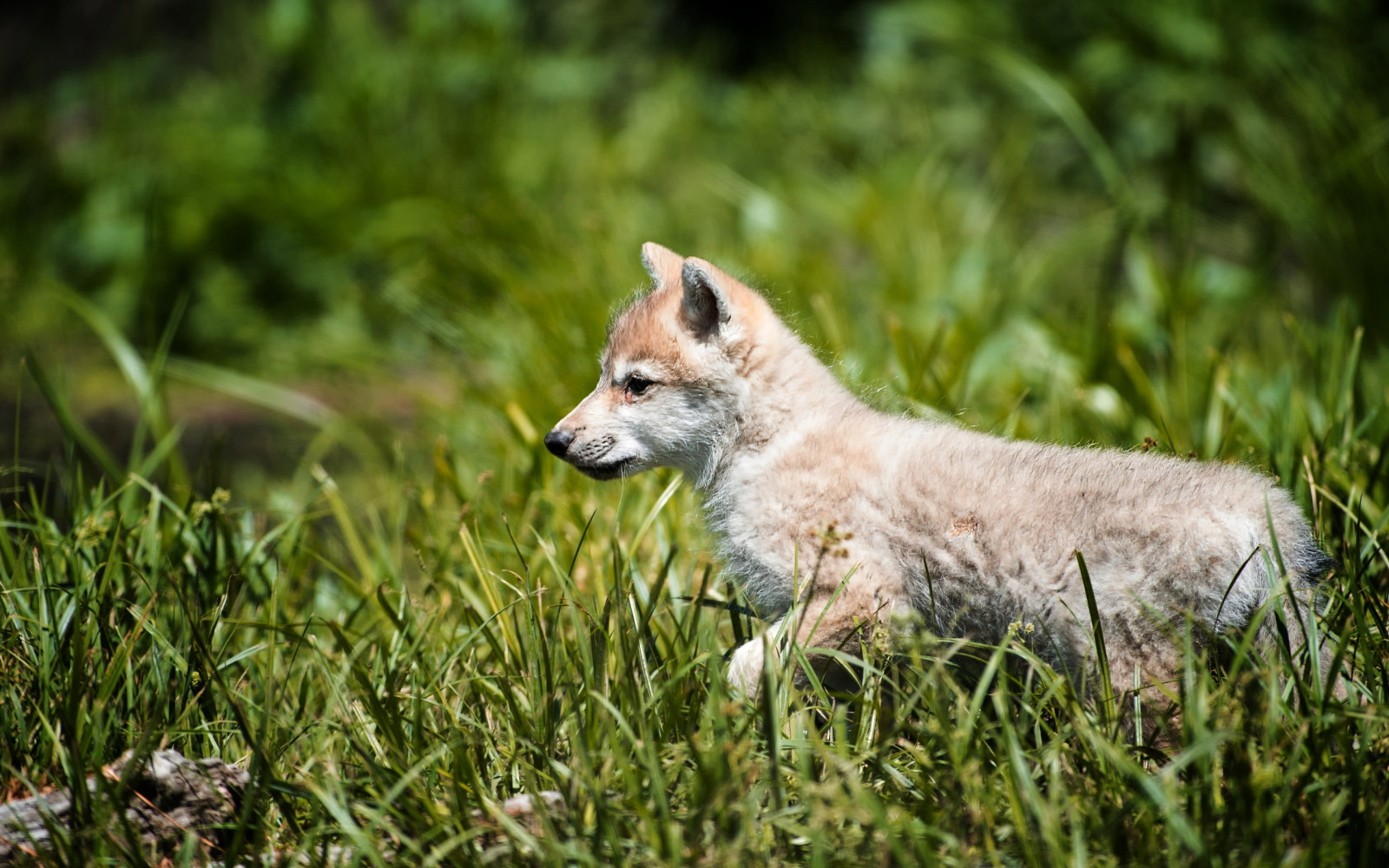 Wallpaper : wolf, baby, grass, walk 2560x1600 - wallhaven - 656399 - HD ...