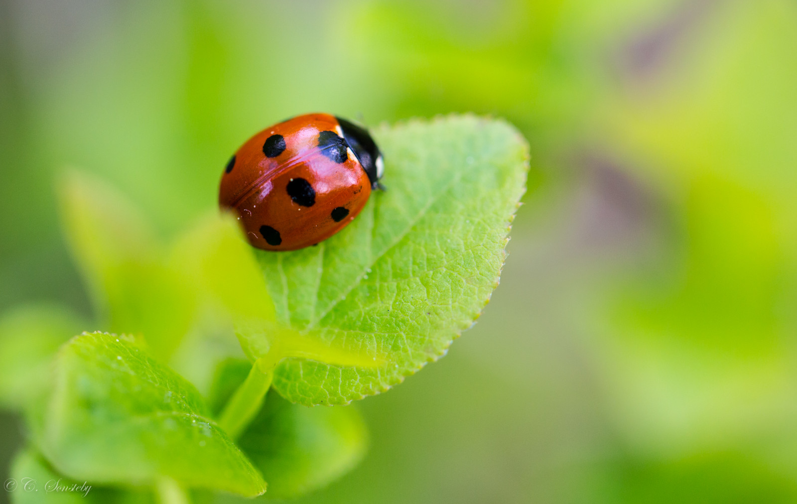 Wallpaper : red, green, leaves, closeup, Canon, bug, leaf, ngc, may ...