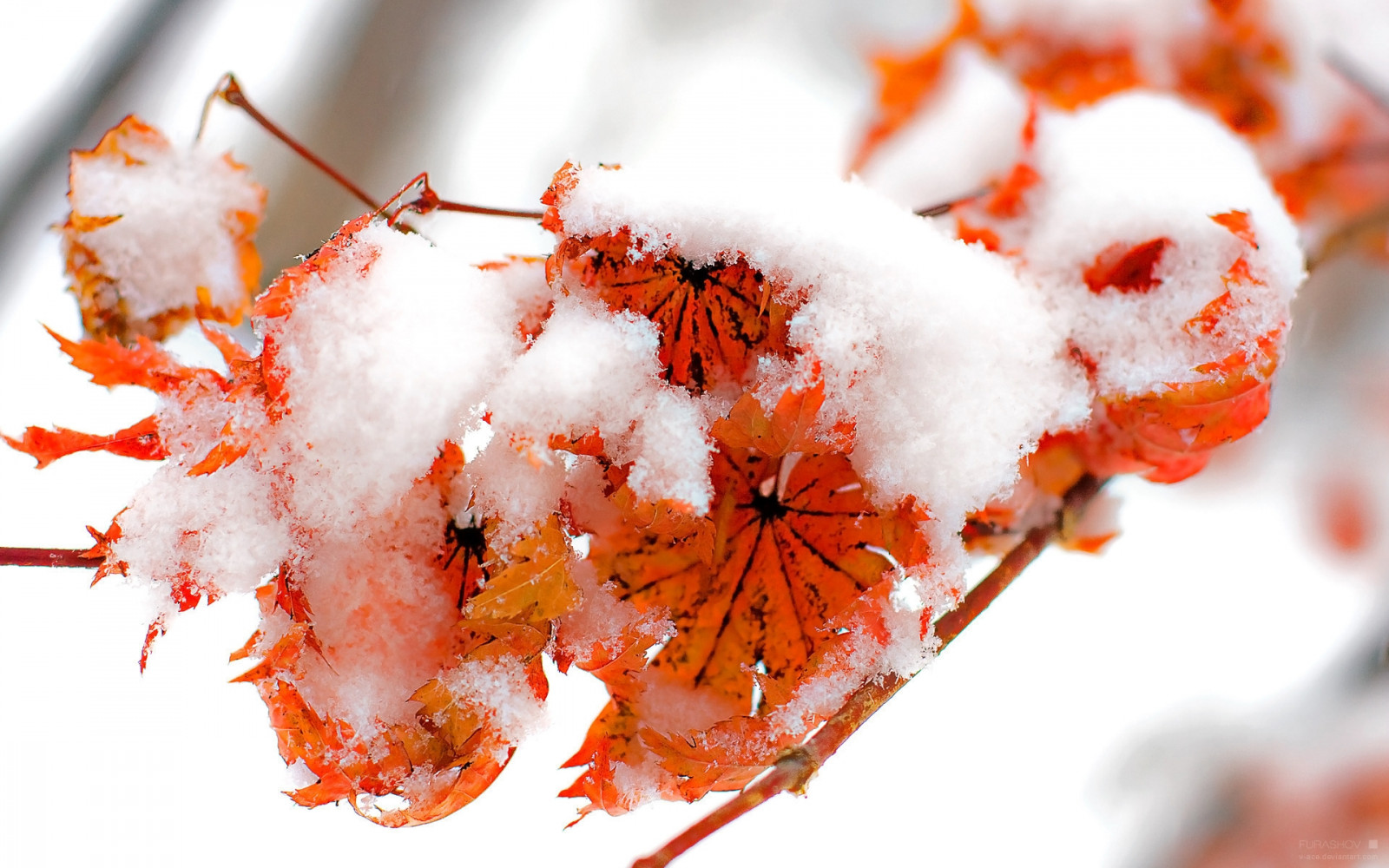 Wallpaper : flowers, plants, snow, branch, orange, blossom, bright ...