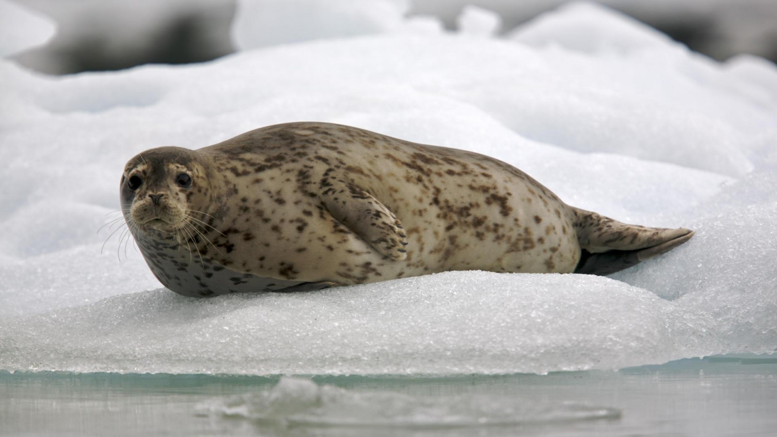 Sfondi : foca, la neve, ghiaccio, riposo 1920x1080 - wallpaperUp ...