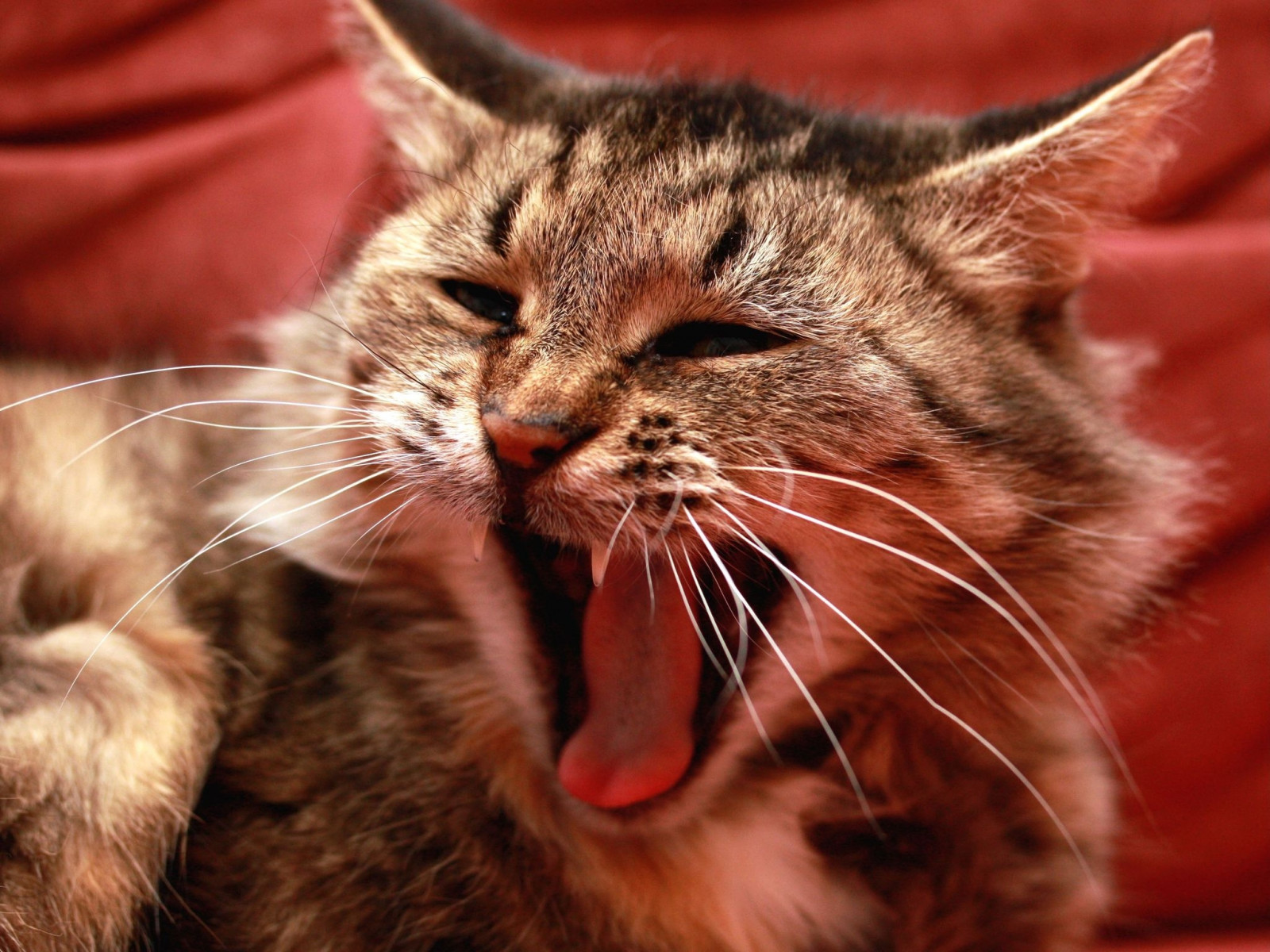 Wallpaper : cat, screaming, mouth, furry, meow 2048x1536 - goodfon ...