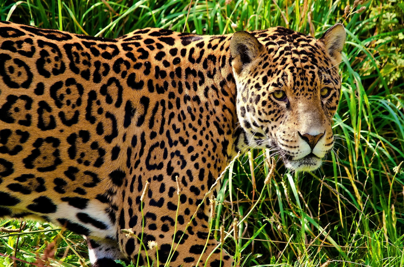 Wallpaper : Jaguar, grass, walk, look, predator, big cat 1920x1270 ...