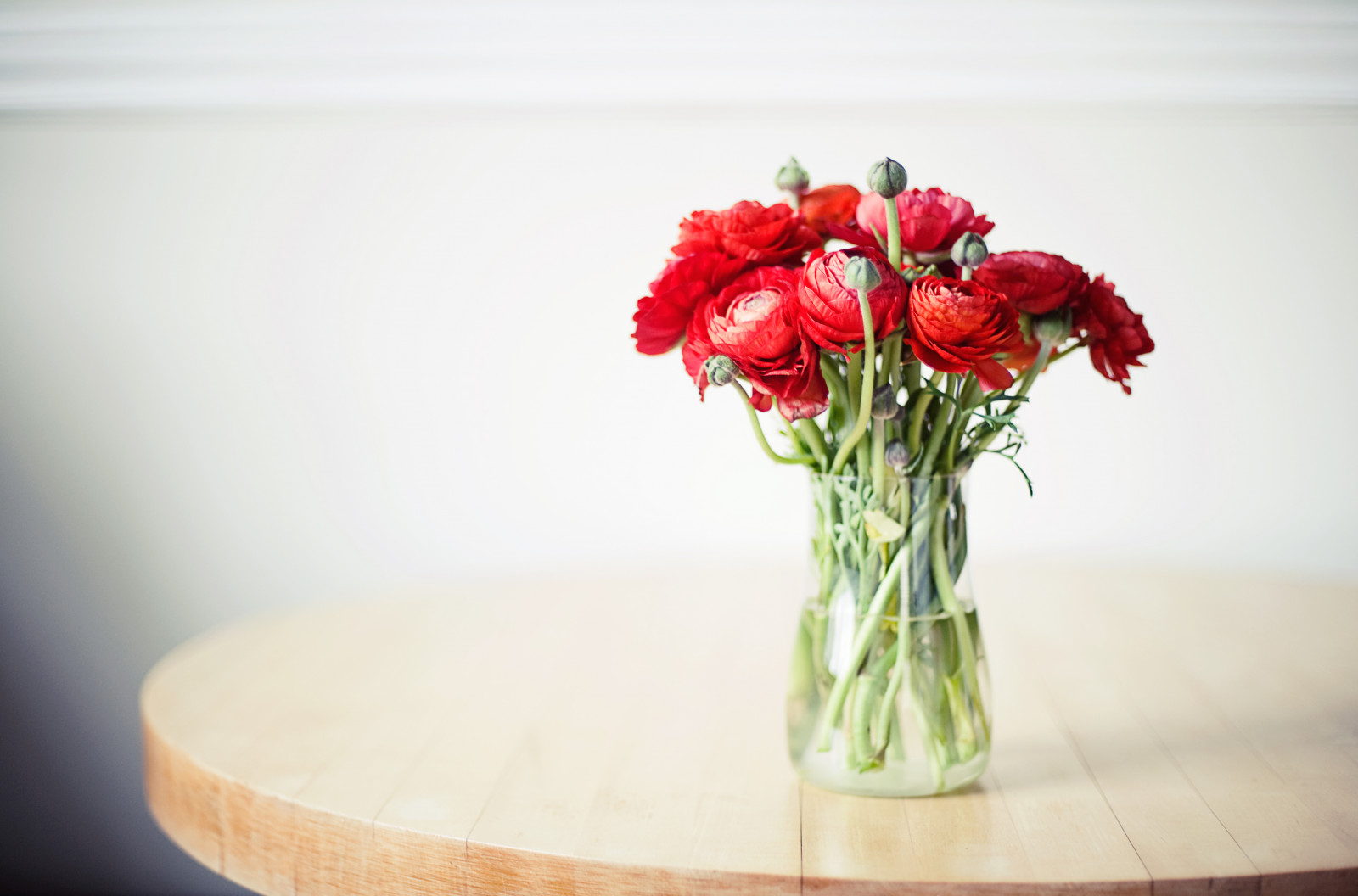 Wallpaper : bunga-bunga, merah, kutipan, cahaya alami, natureish ...