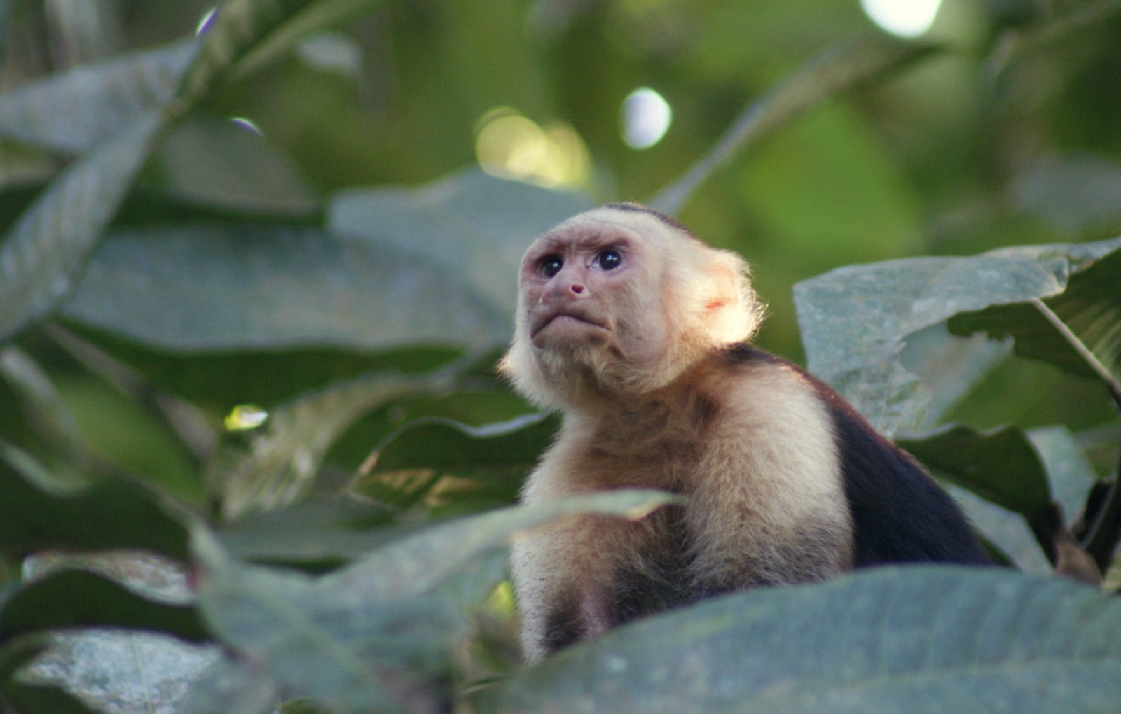 Wallpaper : trees, face, leaves, animal, furry, costarica, funny ...