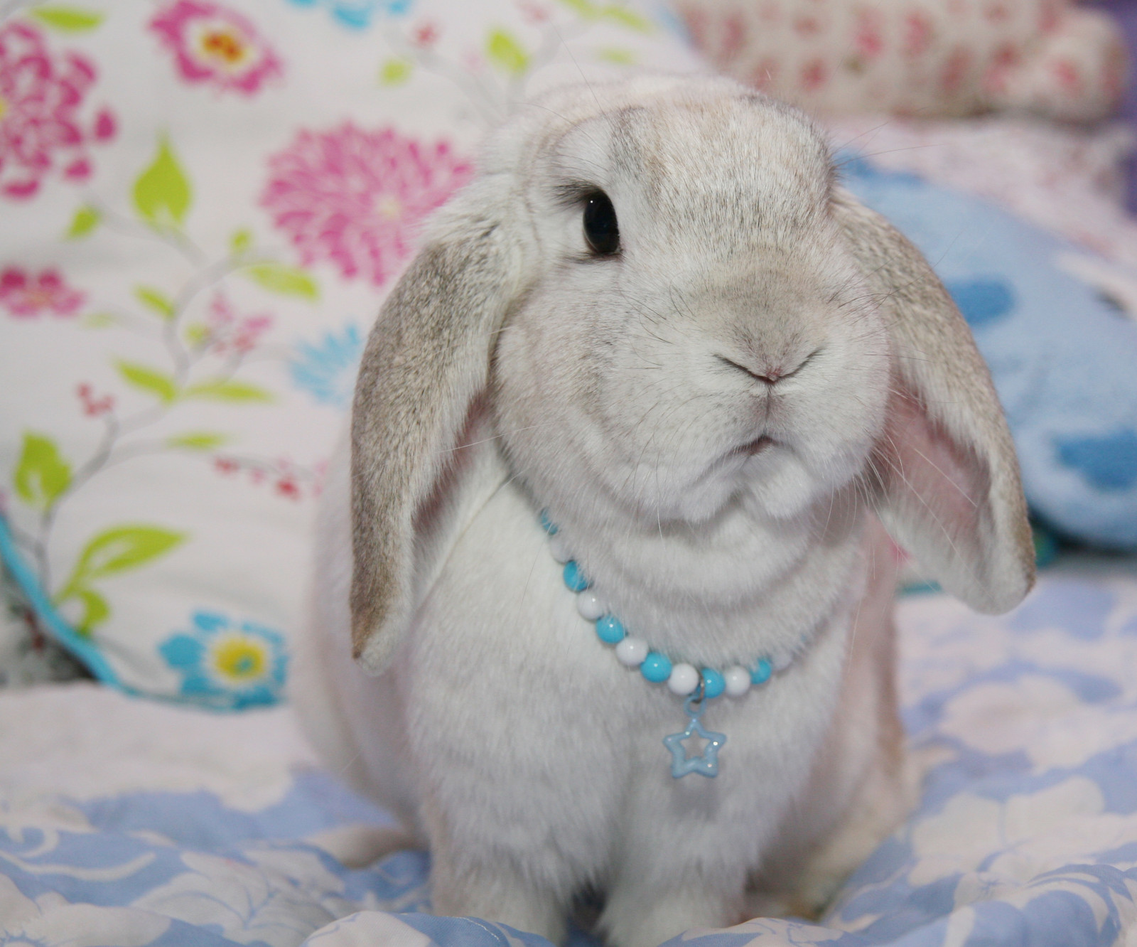 Wallpaper : blue, white, cute, male, rabbit, bunny, bunnies, fashion ...