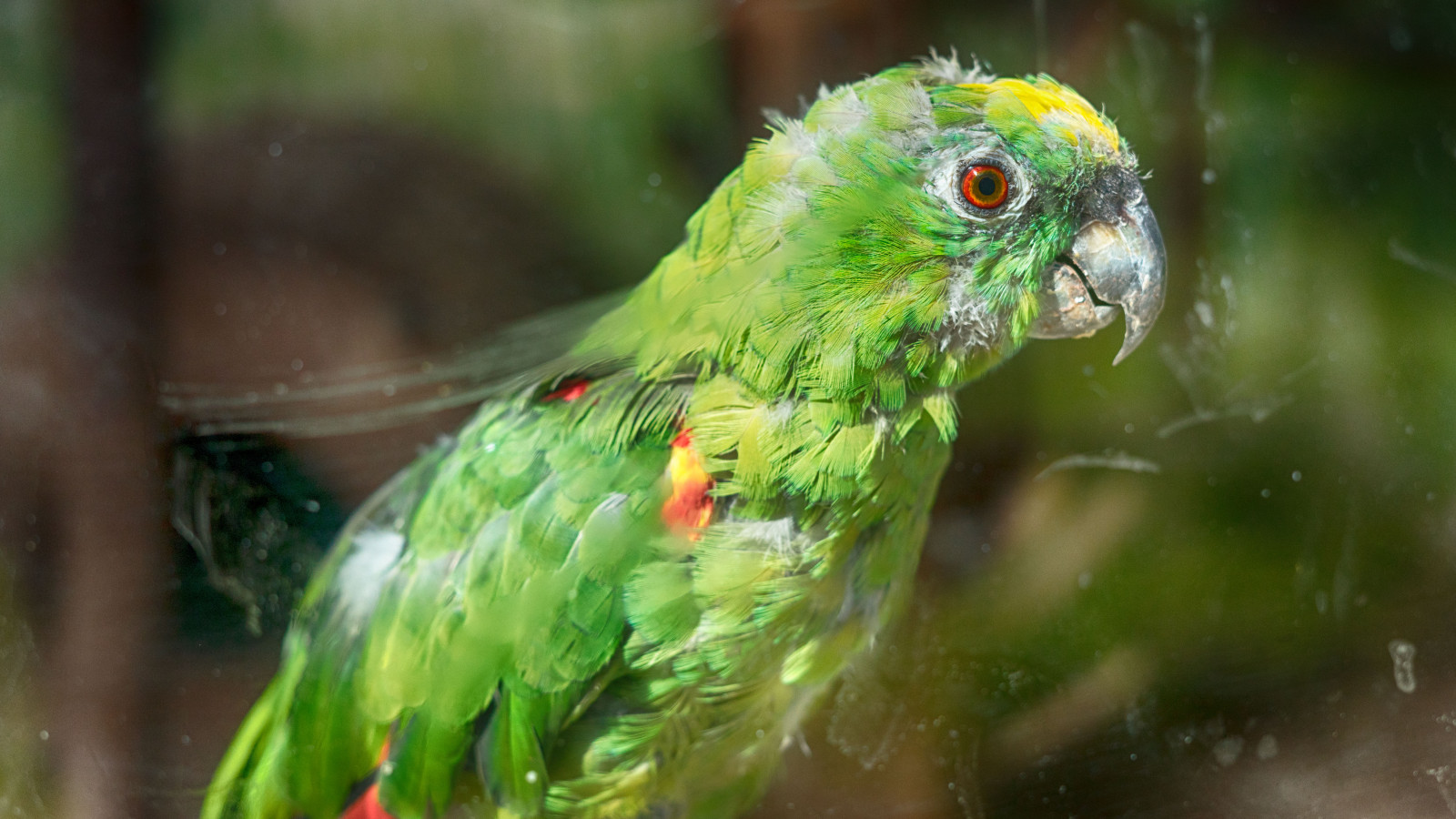 Sfondi : natura, pappagallo, becco, Salvare, Perù, santuario, animale ...