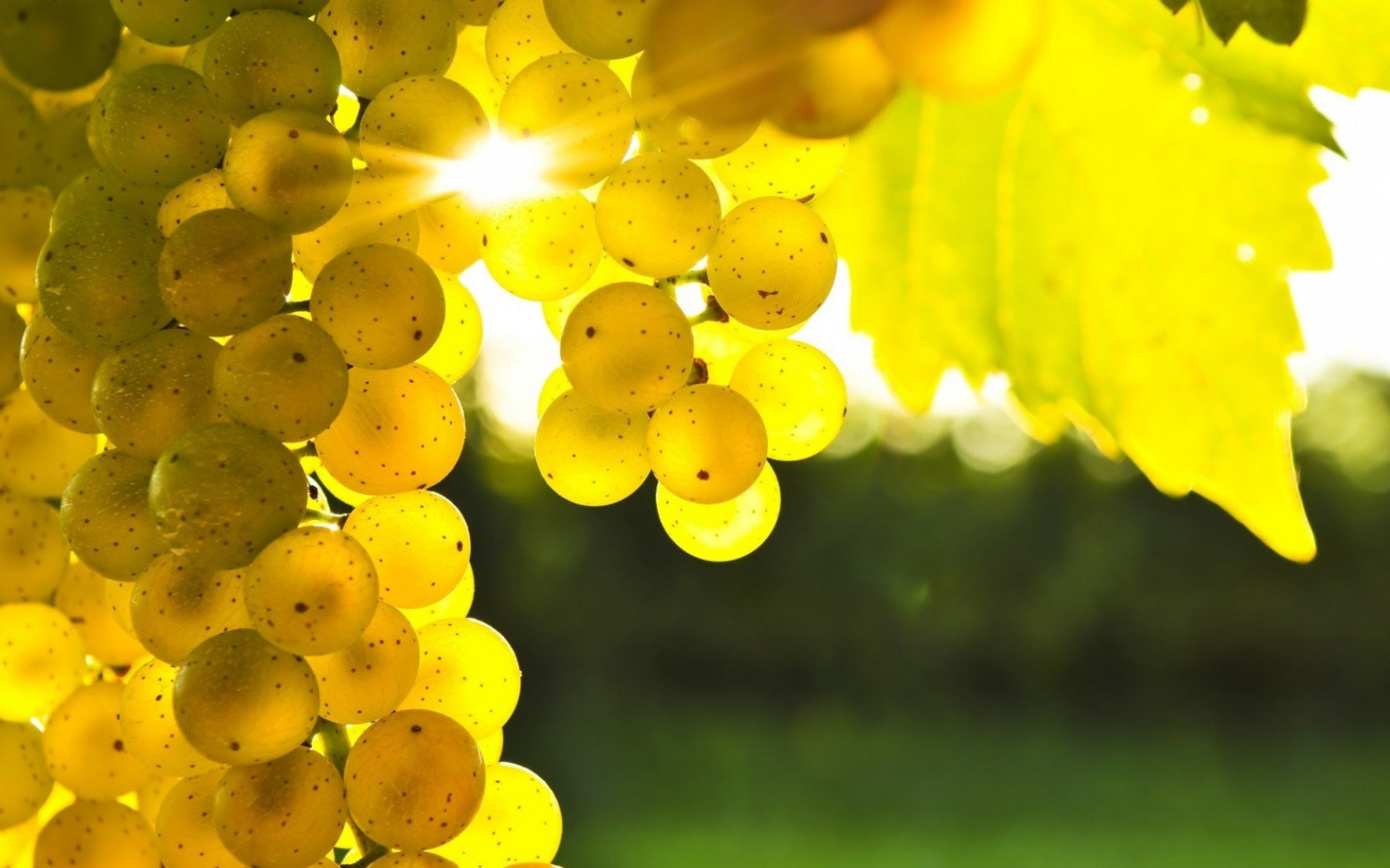 Wallpaper : 1680x1050 px, anggur, alam, putih 1680x1050 - 4kWallpaper ...