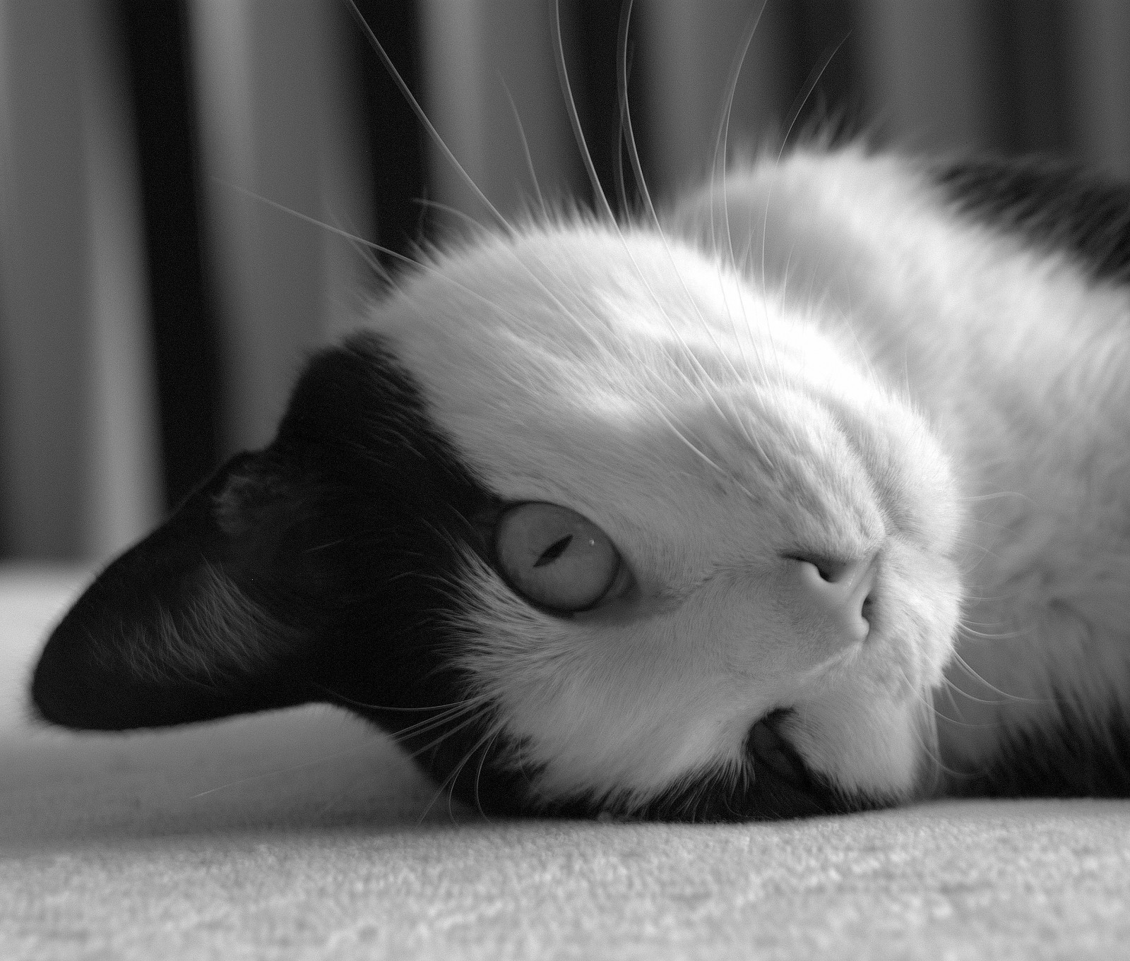 Wallpaper : cat, gatto, golia, ruffiano, magicunicornverybest 2848x2423 ...