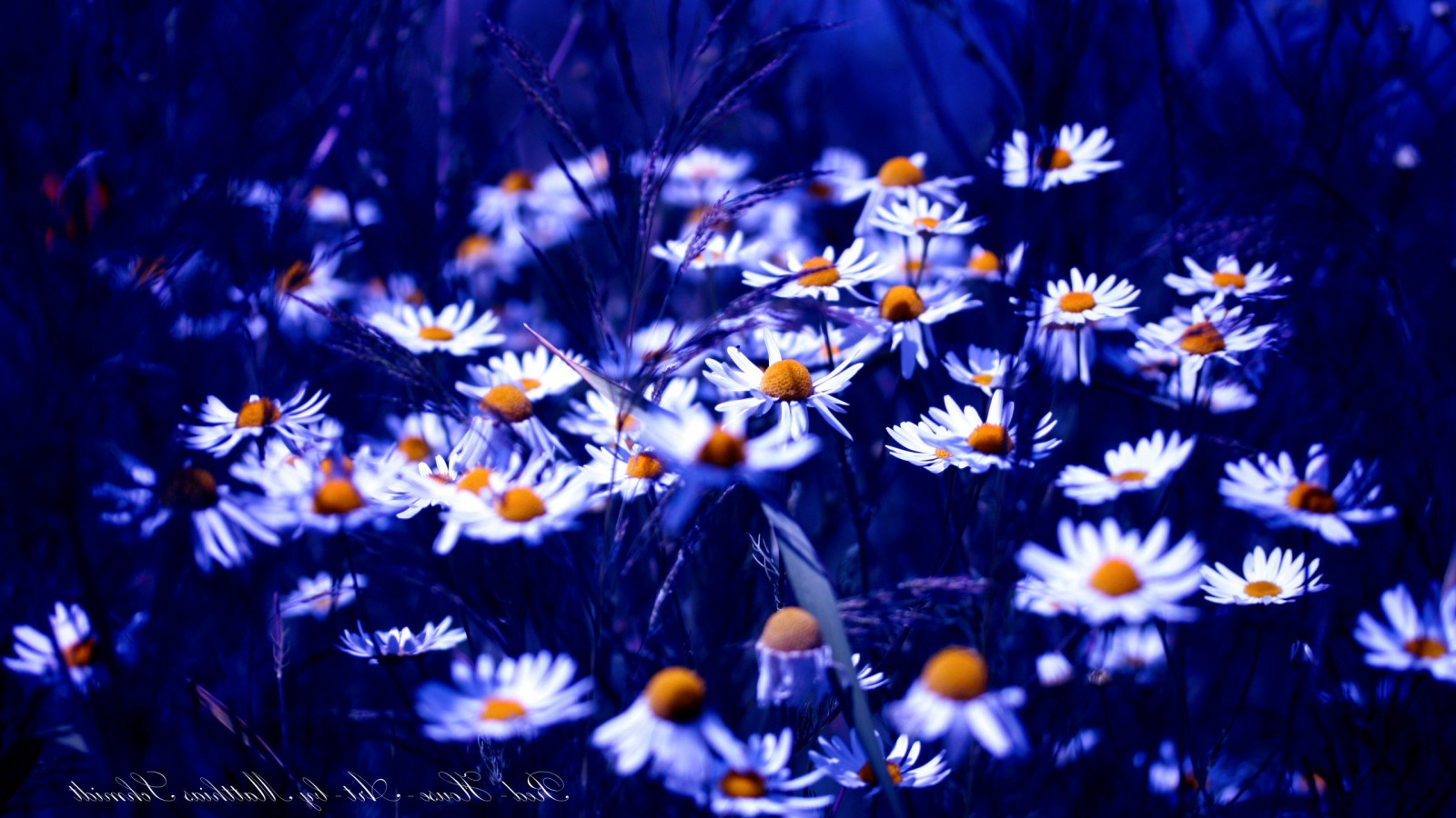 Wallpaper : 2560x1440 px, aster, kedalaman lapangan, bunga-bunga, alam ...