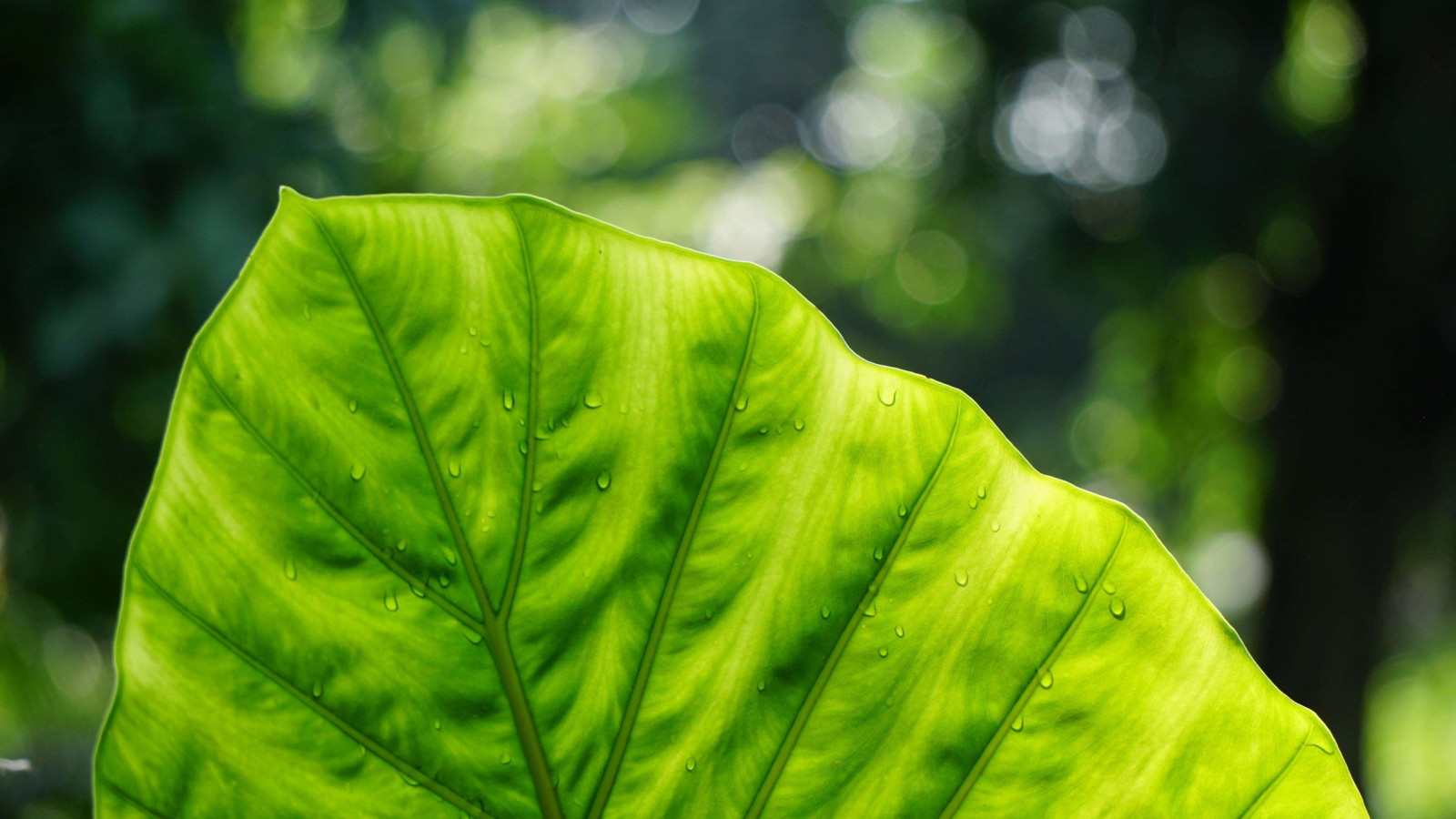 Wallpaper : 2560x1440 px, hijau, Daun-daun, alam 2560x1440 ...