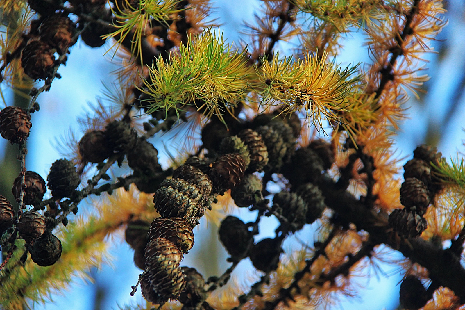 Wallpaper : food, branch, spruce, tree, autumn, flower, flora, gran ...