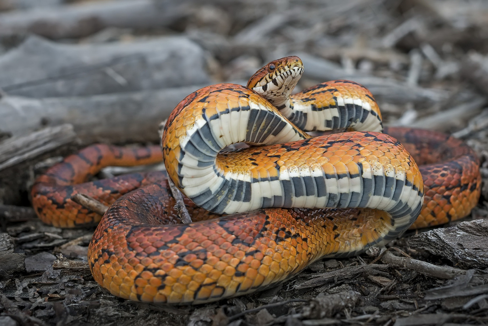 Bakgrundsbilder : djur, reptiler, orm 2048x1372 - WallpaperManiac ...