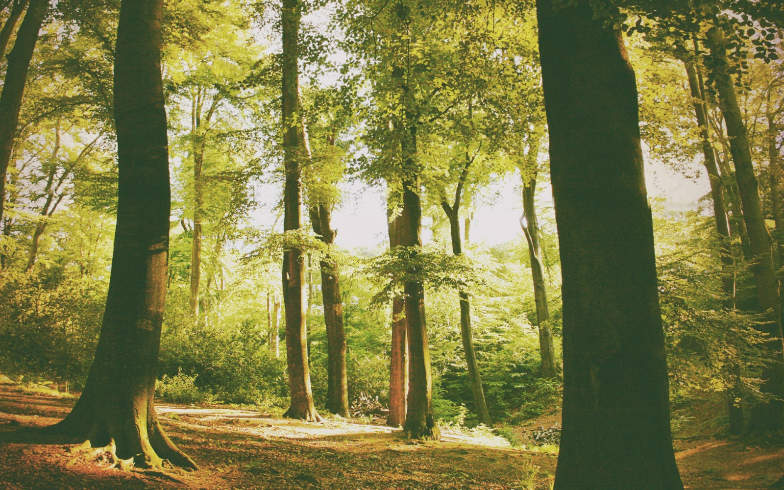 Bakgrundsbilder : 1920x1200 px, skog, natur 1920x1200 - wallhaven ...