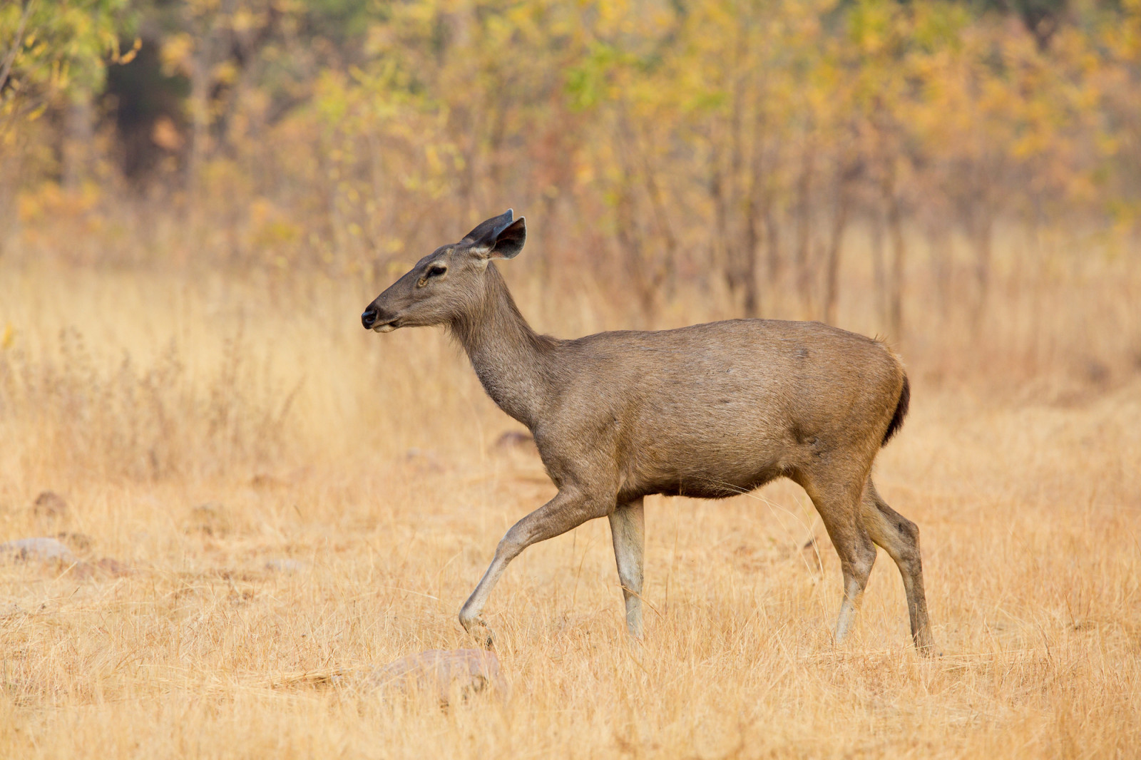 Baggrunde : Skov, hjort, dyr, Asien, natur, planter, Indien, dyreliv ...