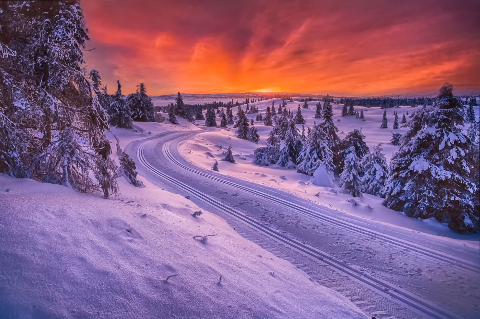 Fondos De Pantalla Árboles Paisaje Puesta De Sol Noche Naturaleza