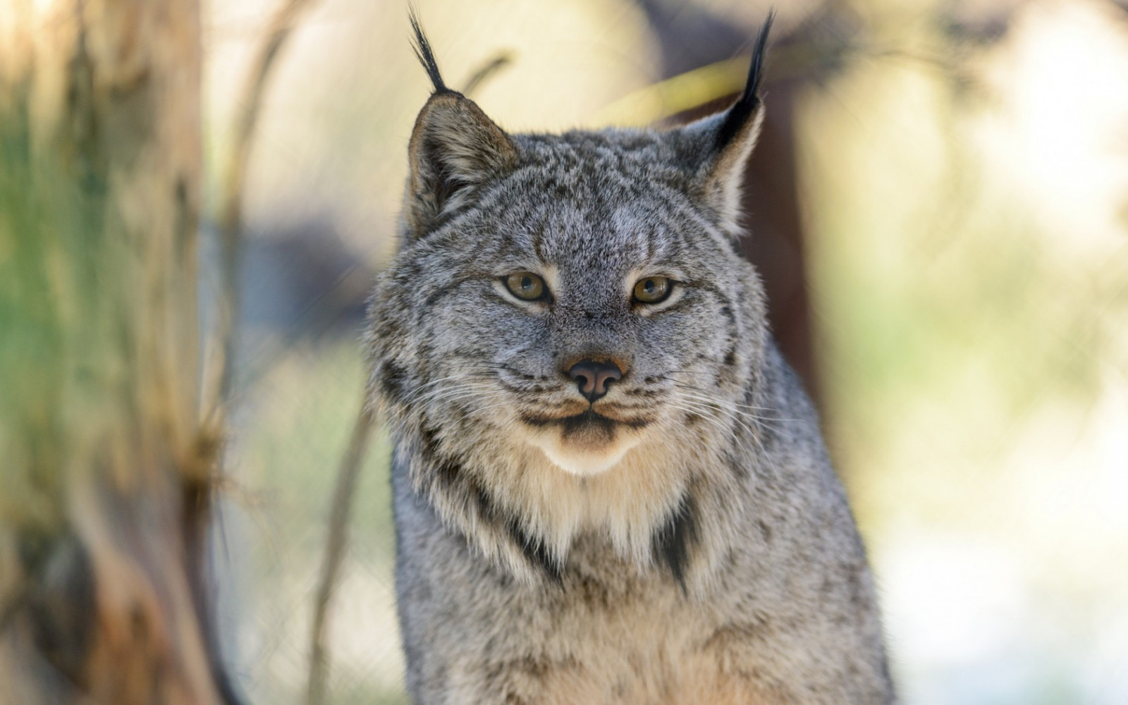 Wallpaper : wildlife, wolf, whiskers, lynx, wild cat, bobcat, look ...
