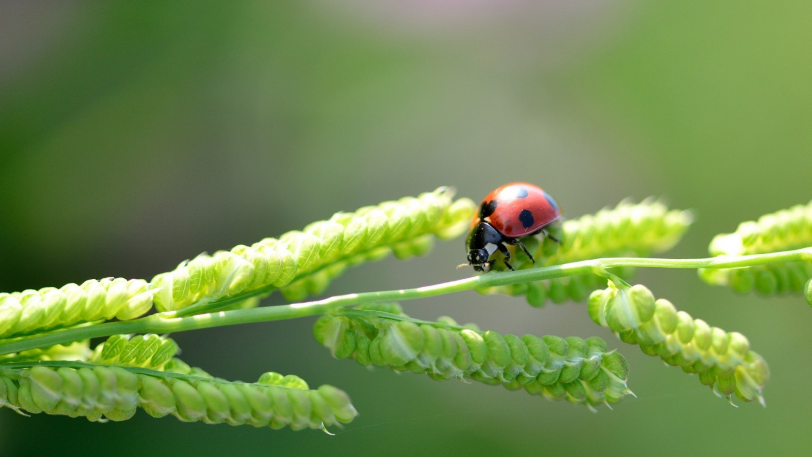 Wallpaper : 1920x1080 px, insect, ladybugs, nature, plants 1920x1080 ...