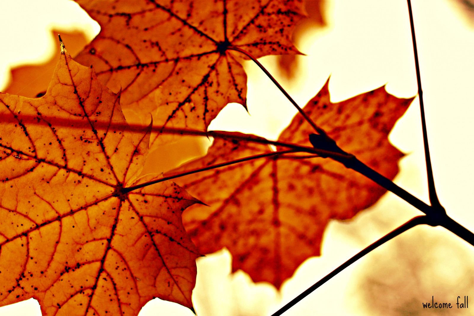 Wallpaper : fall, branch, yellow, Istanbul, Turkey, Canon, autumn ...