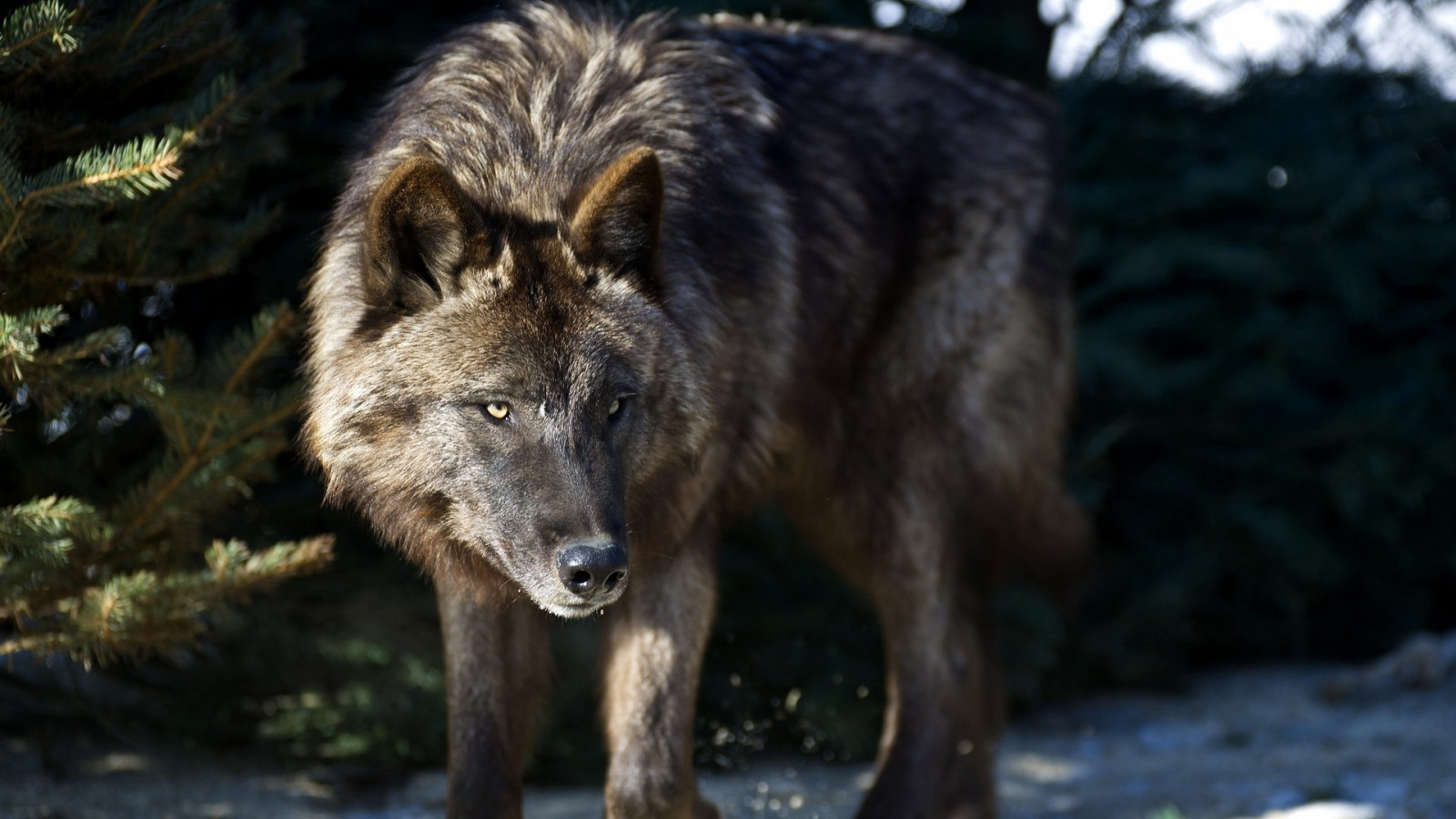 Bakgrundsbilder : vilda djur och växter, Varg, fauna, ryggradsdjur ...
