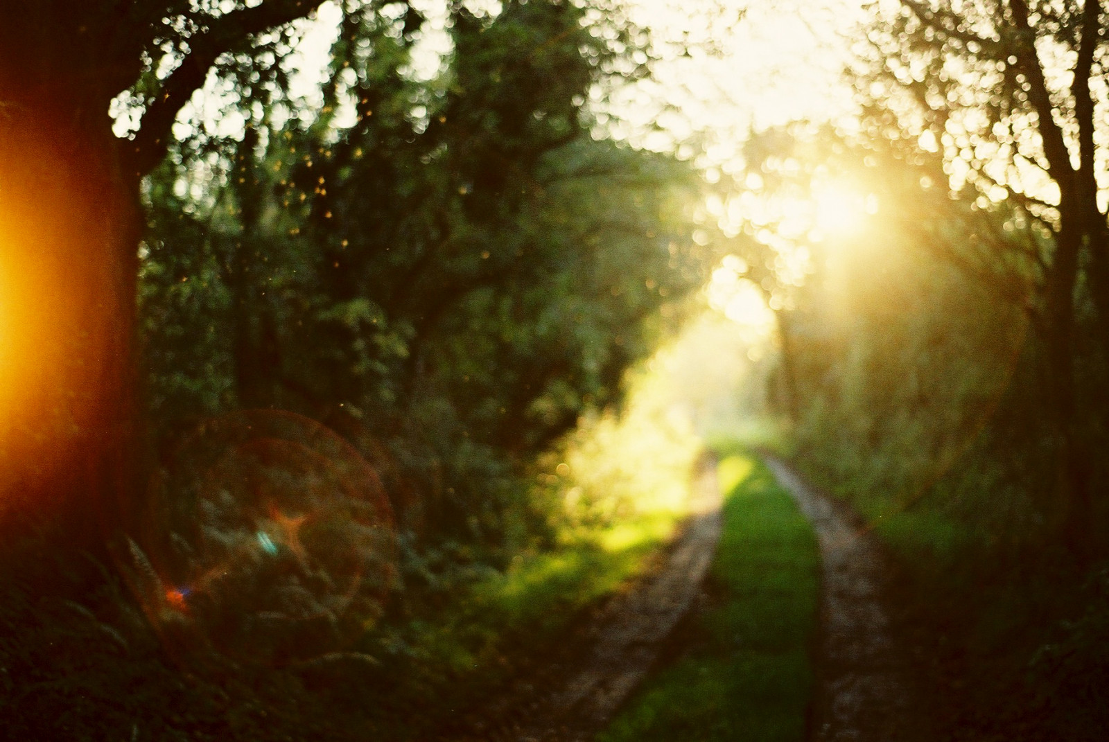 Obrázky na plochu : stromy, svetlo, západ slnka, slnko, zelená, film ...