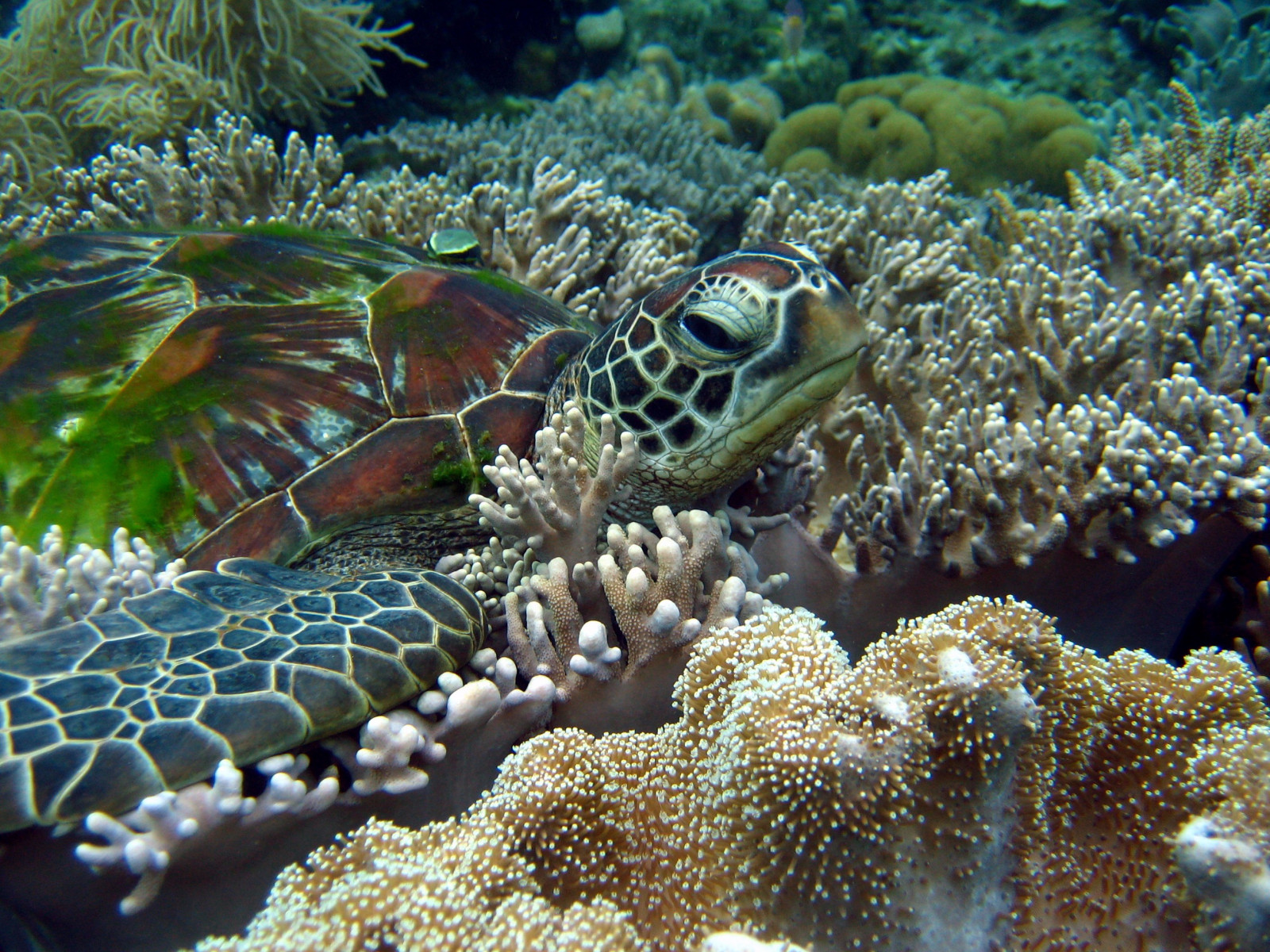 Wallpaper : animals, nature, underwater, coral reef, turtle, aquarium ...