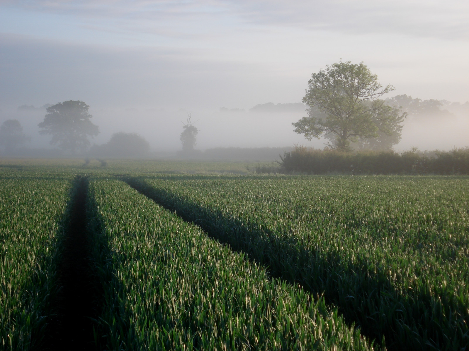 Imagini de fundal : lumina soarelui, peisaj, cer, camp, dimineaţă ...