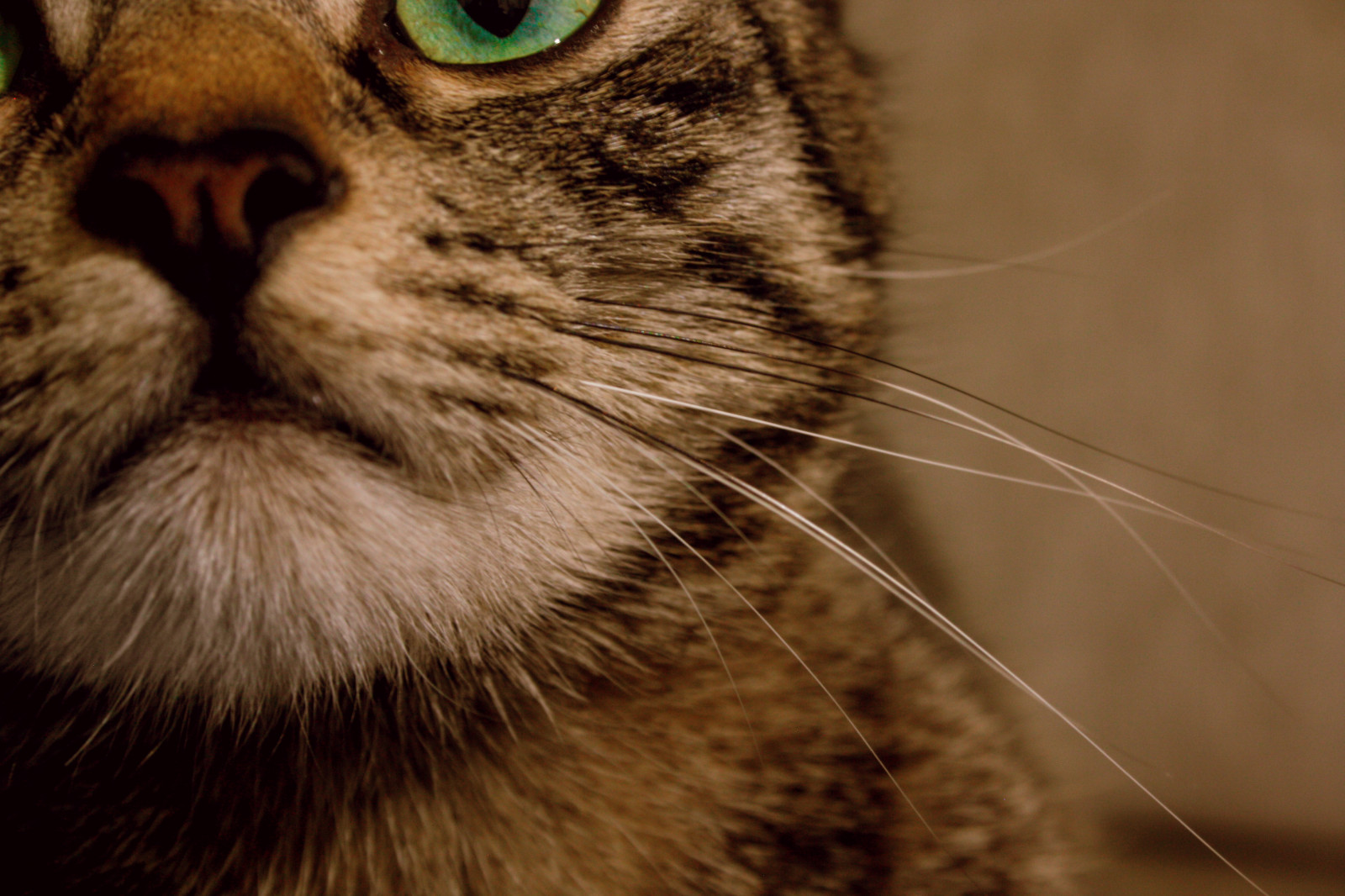 Wallpaper : nature, cat, Kitty, macro, animal, gatto, macrophotography ...