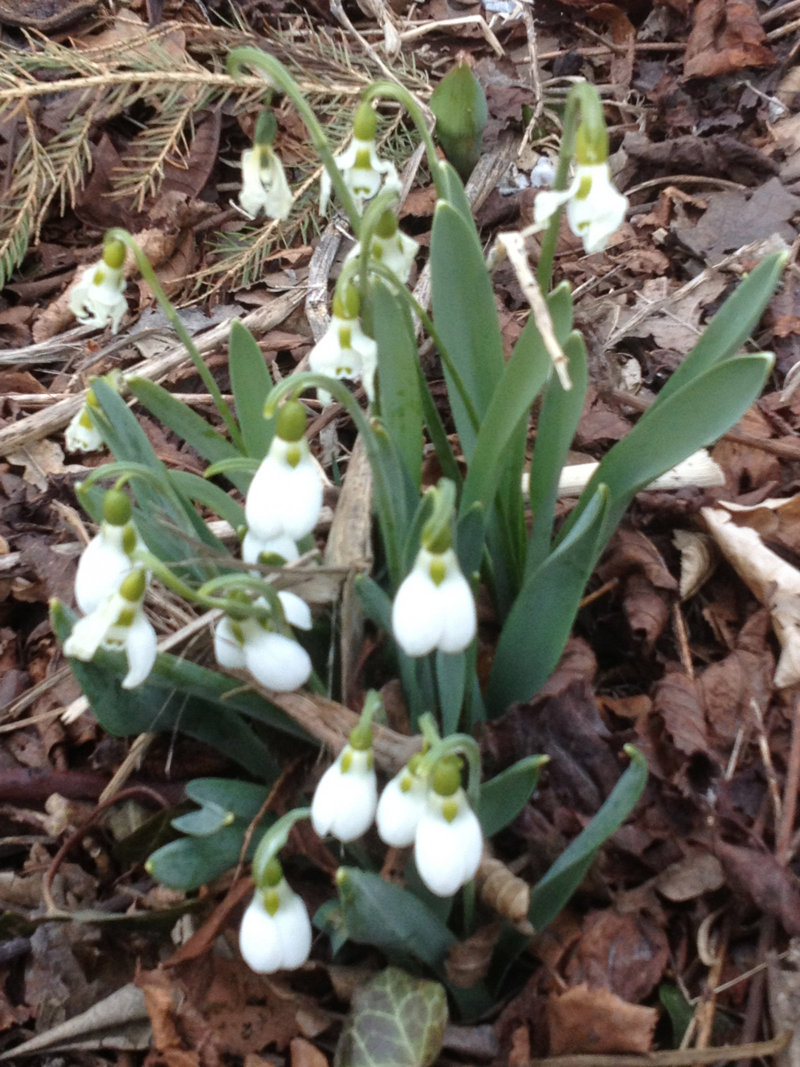 Imagini de fundal : floare, plantă, malmo, ghiocel, botanică, plante ...
