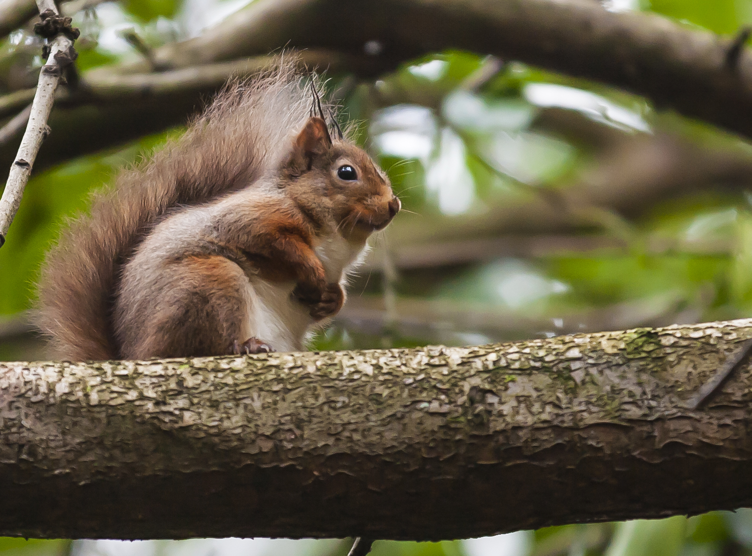 Bakgrundsbilder : svans, röd, gren, nötter, vilda djur och växter ...