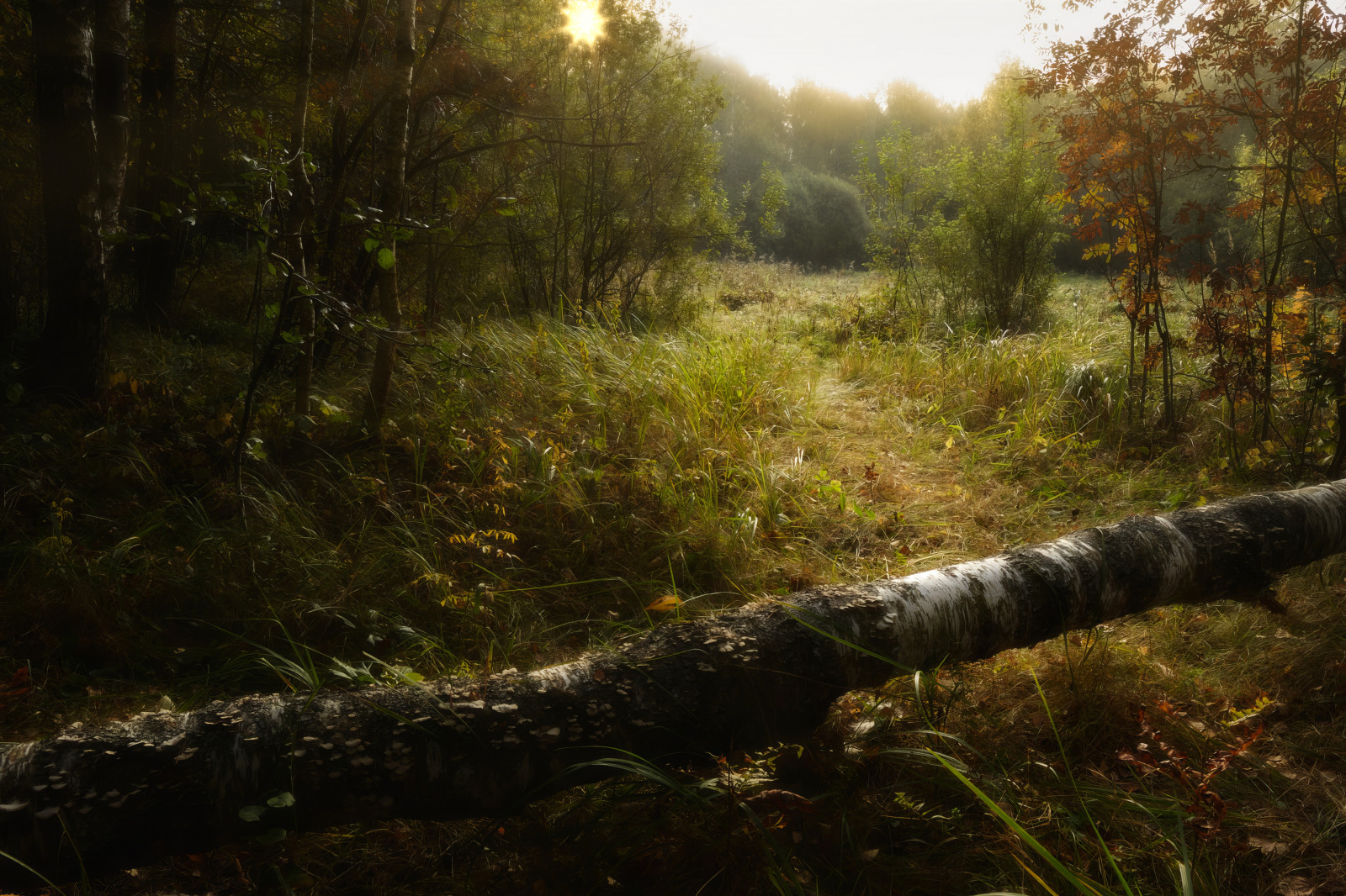 Wallpaper : nature, outdoors, photography, log, trees, grass, Bushes ...