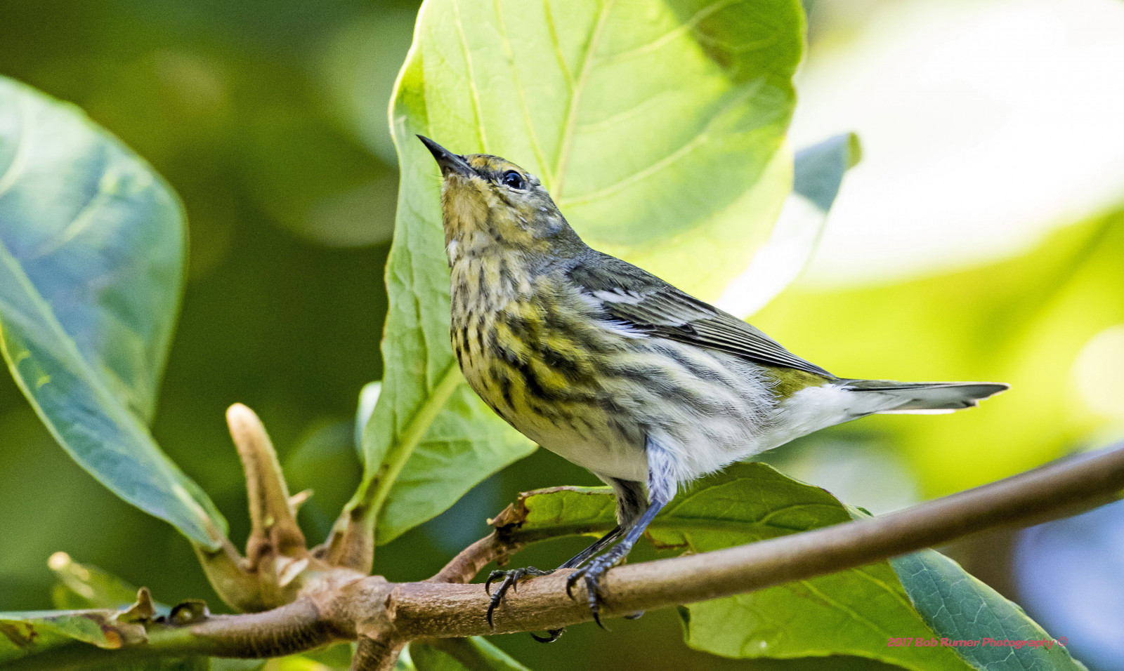 Ingyenes háttérképek : éneklő madár, Pinewarbler, Énekesmadár, madárles ...