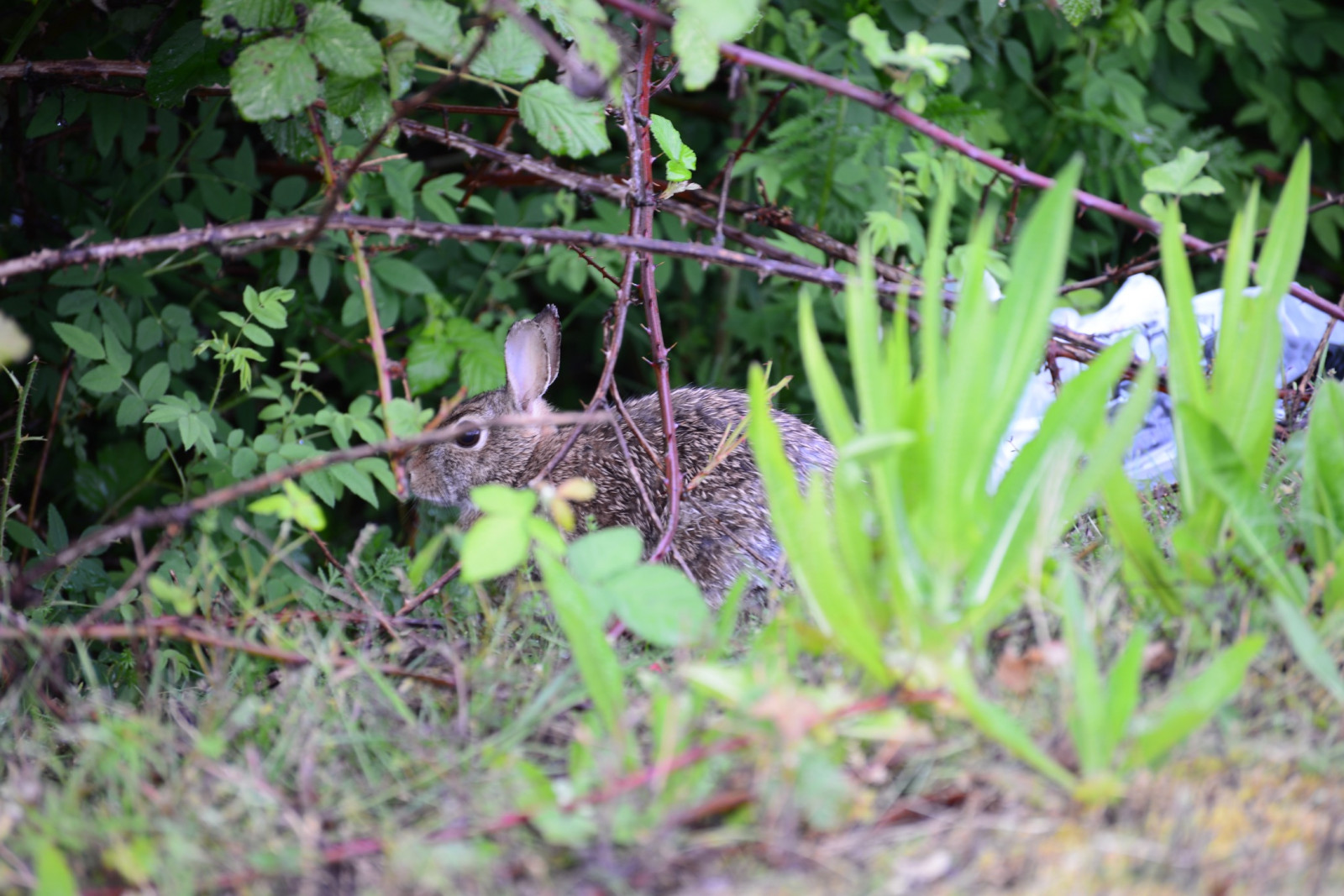 Wallpaper : landscape, rabbits 2171x1449 - - 969343 - HD Wallpapers ...