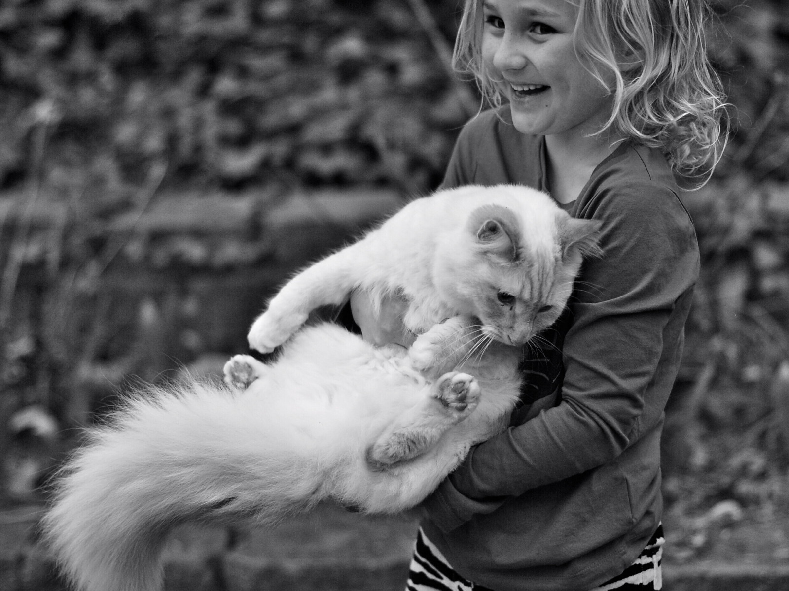 Wallpaper : portrait, pet, white, cute, smile, smiling, cat, happy ...