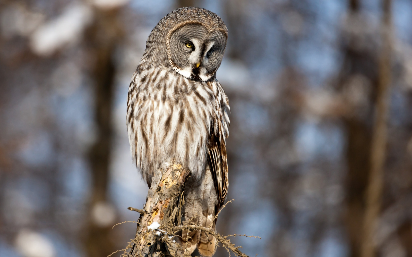 Wallpaper : owl, bird, predator 2560x1600 - goodfon - 658787 - HD ...