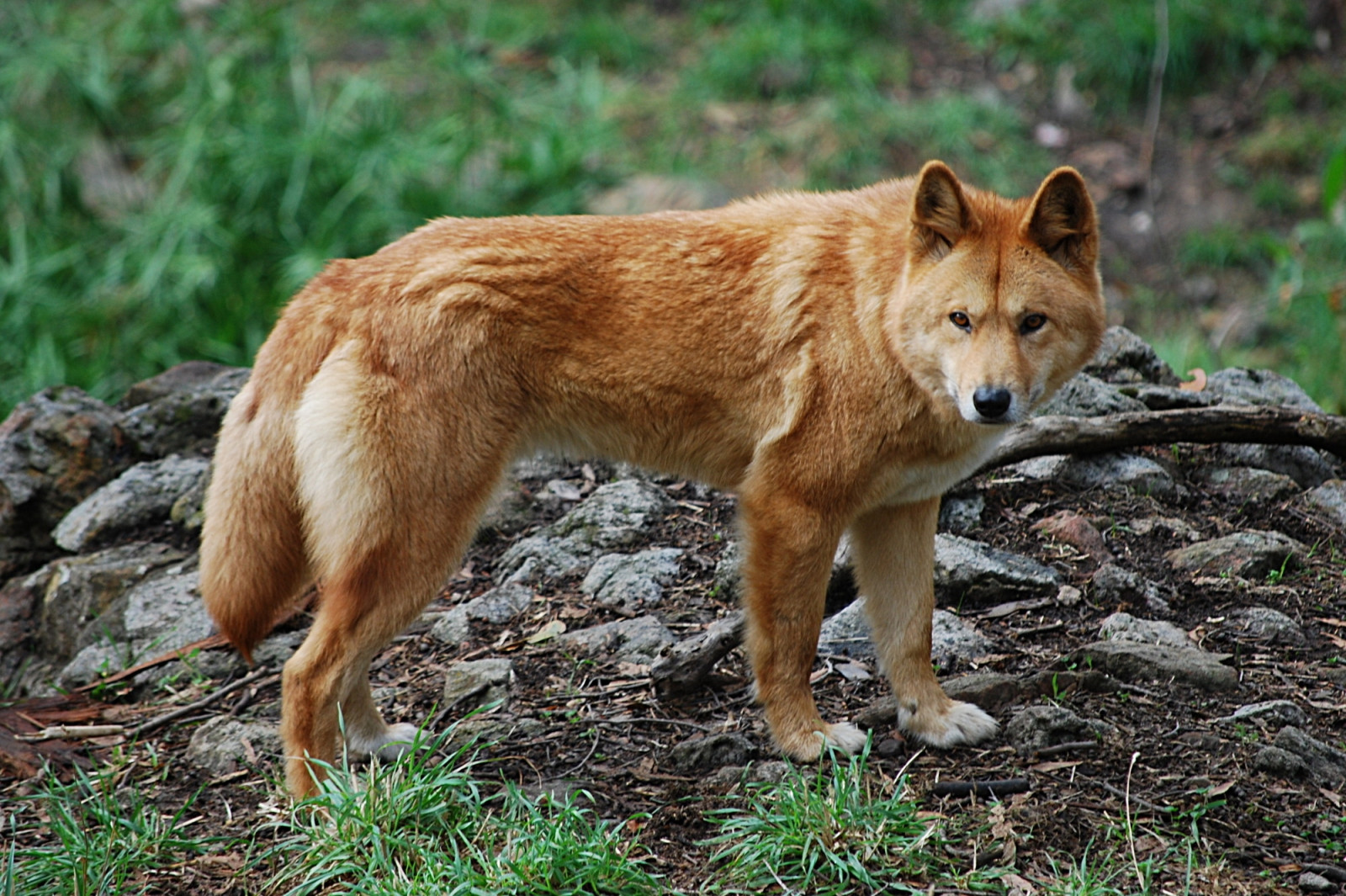Wallpaper : anjing, moncong, alam, berjalan, takut 2000x1332 ...